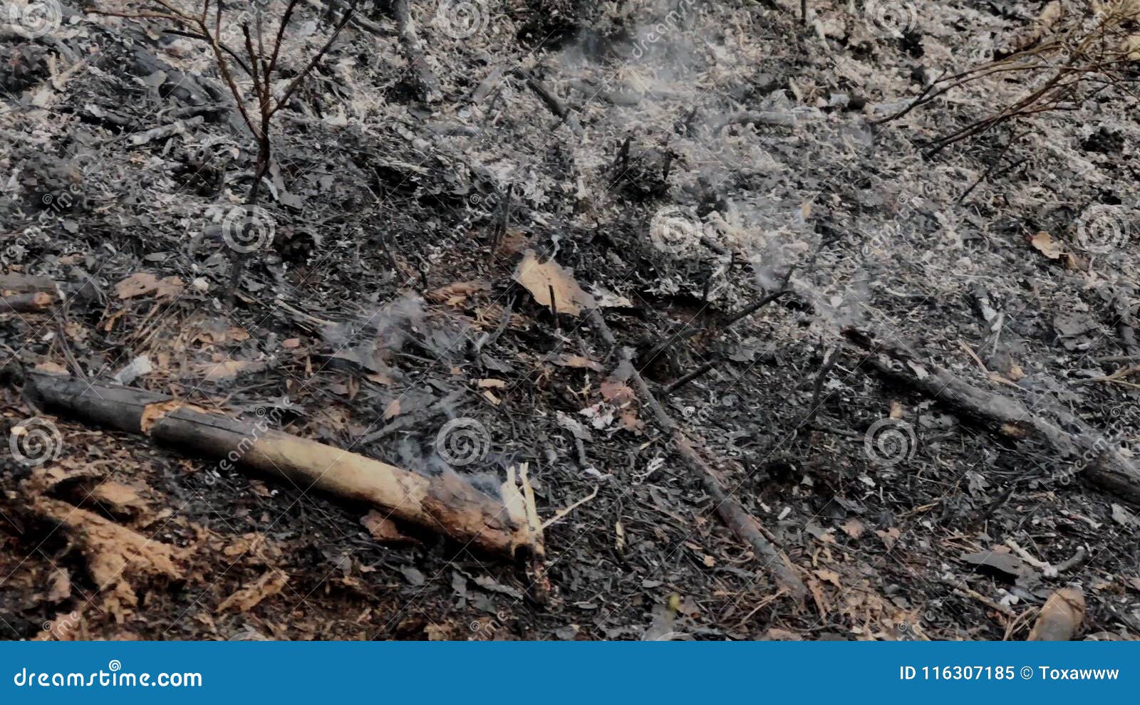 Ashes Smoke after the Forest Fire Stock Video - Video of natural ...