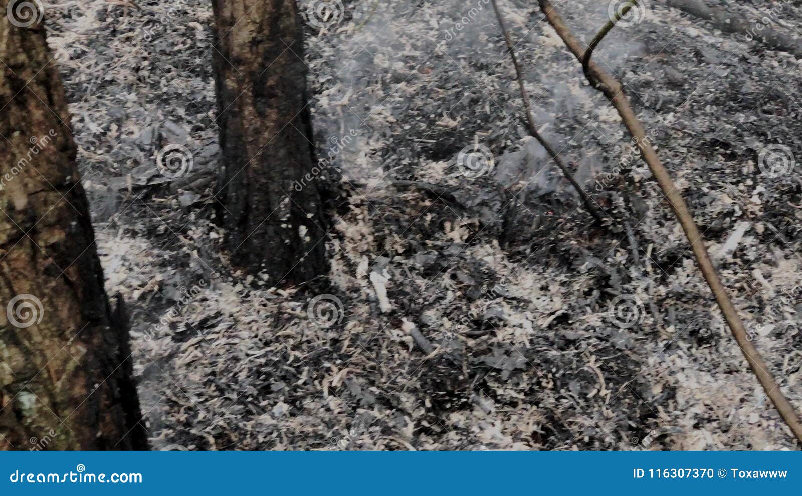 Ashes Smoke after the Forest Fire Stock Footage - Video of grass, burnt ...