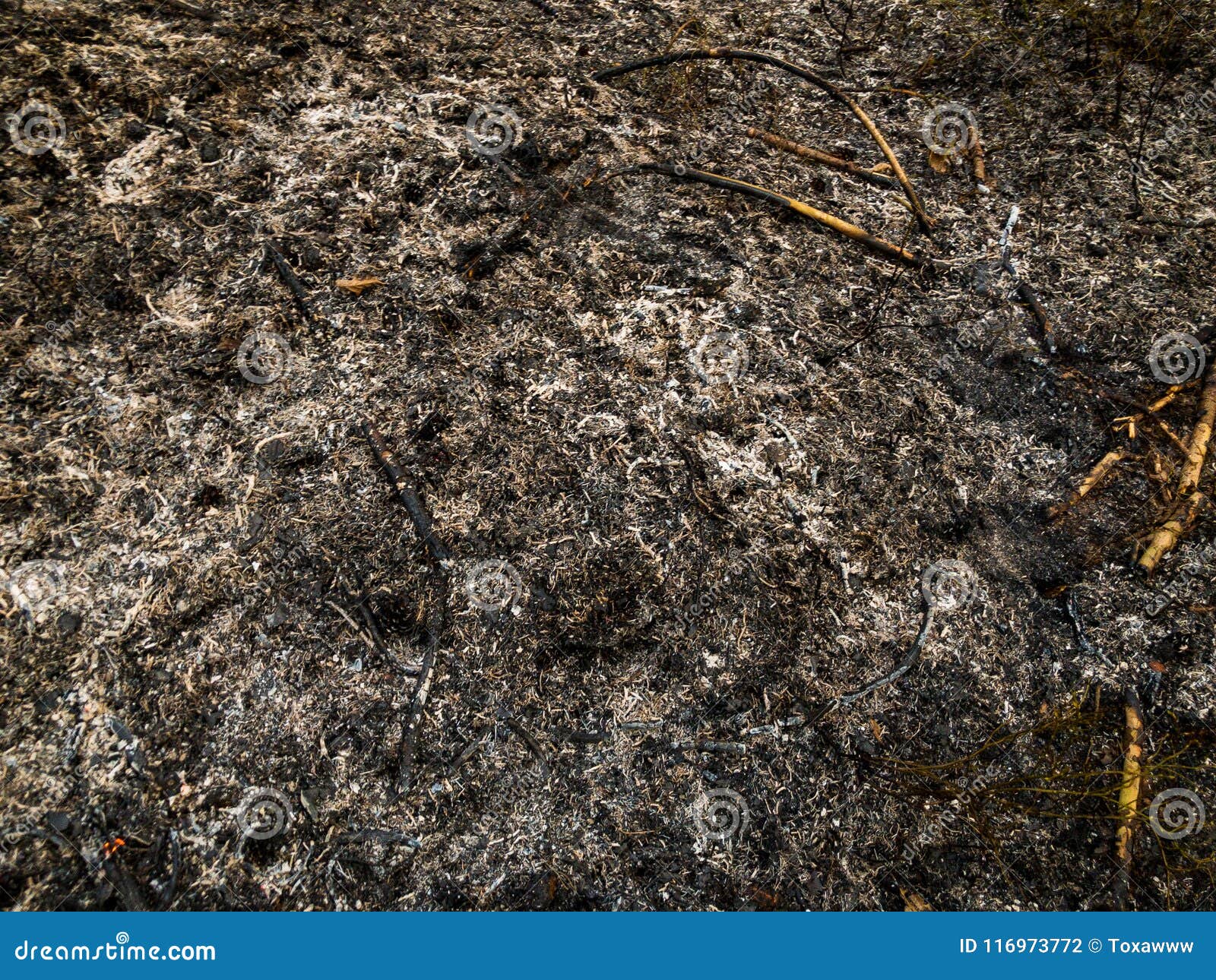 Ashes Smoke after the Forest Fire Stock Photo - Image of wildfire ...