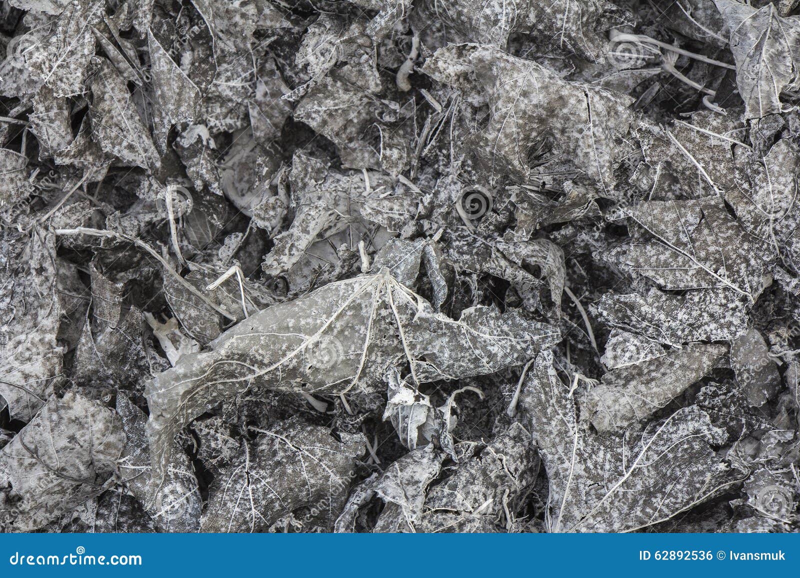 Ashes Texture of Burned Leaves Stock Photo - Image of gray, glow: 62892536