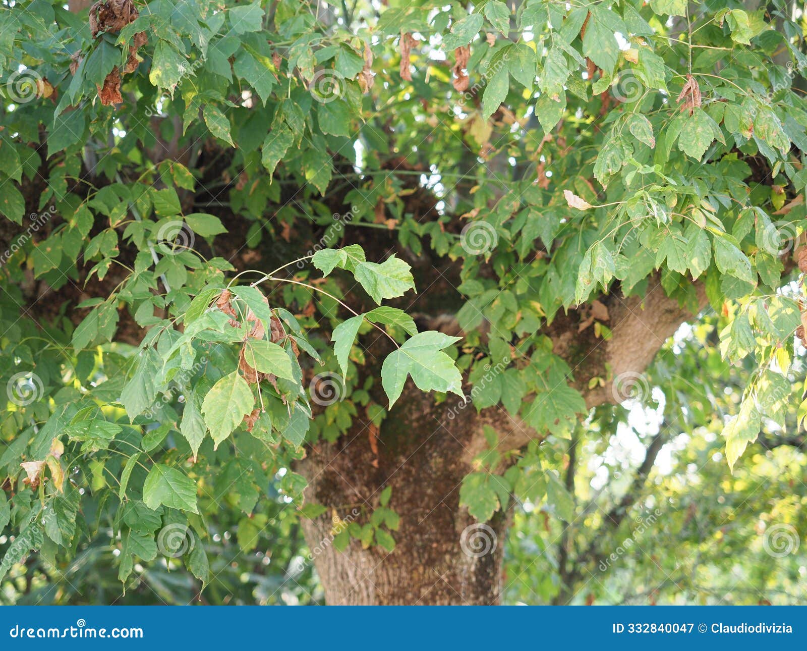 Ashleaf Maple Tree Scient. Name Acer Negundo Stock Image - Image of ...