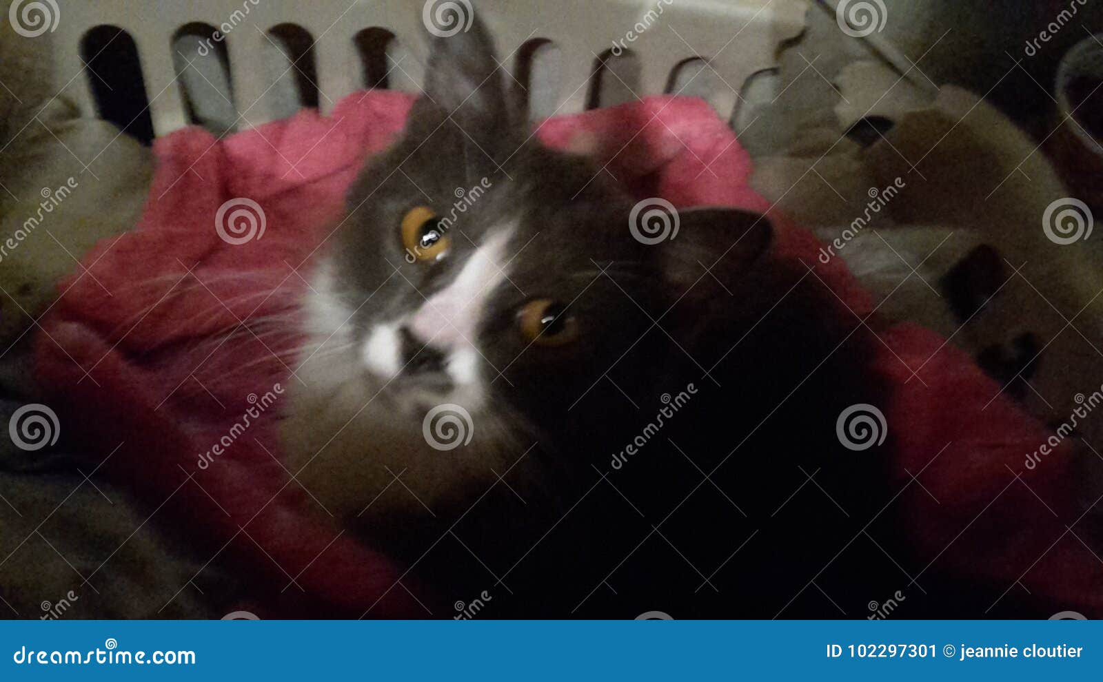 Ashley stock image. Image of exhausted, ashley, kittens - 102297301