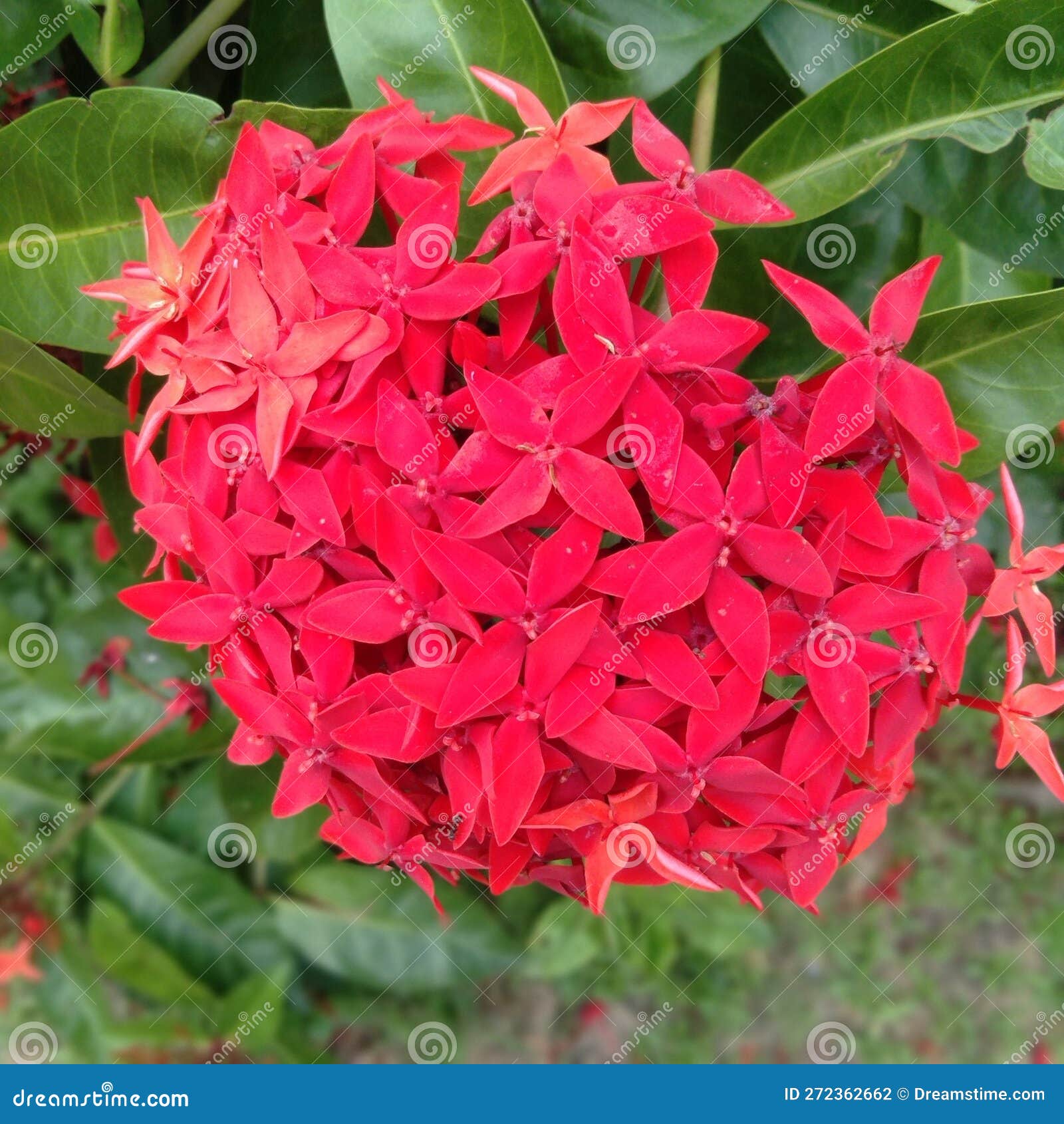Ashoka flower is red stock photo. Image of leaf, flower - 272362662