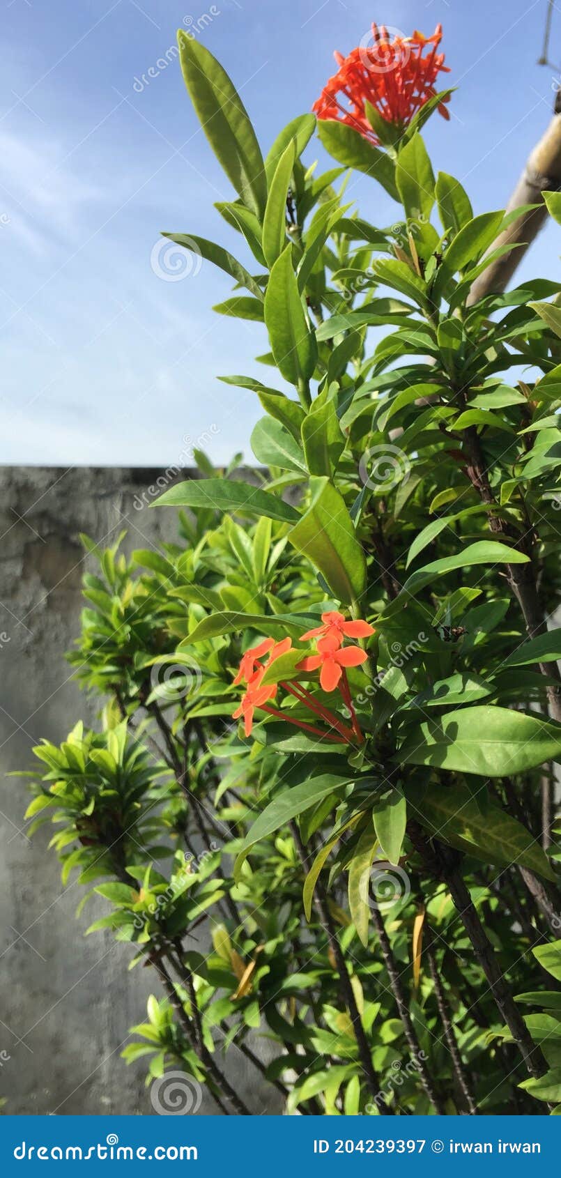 Ashoka Flowers stock image. Image of ashoka, tropical - 204239397