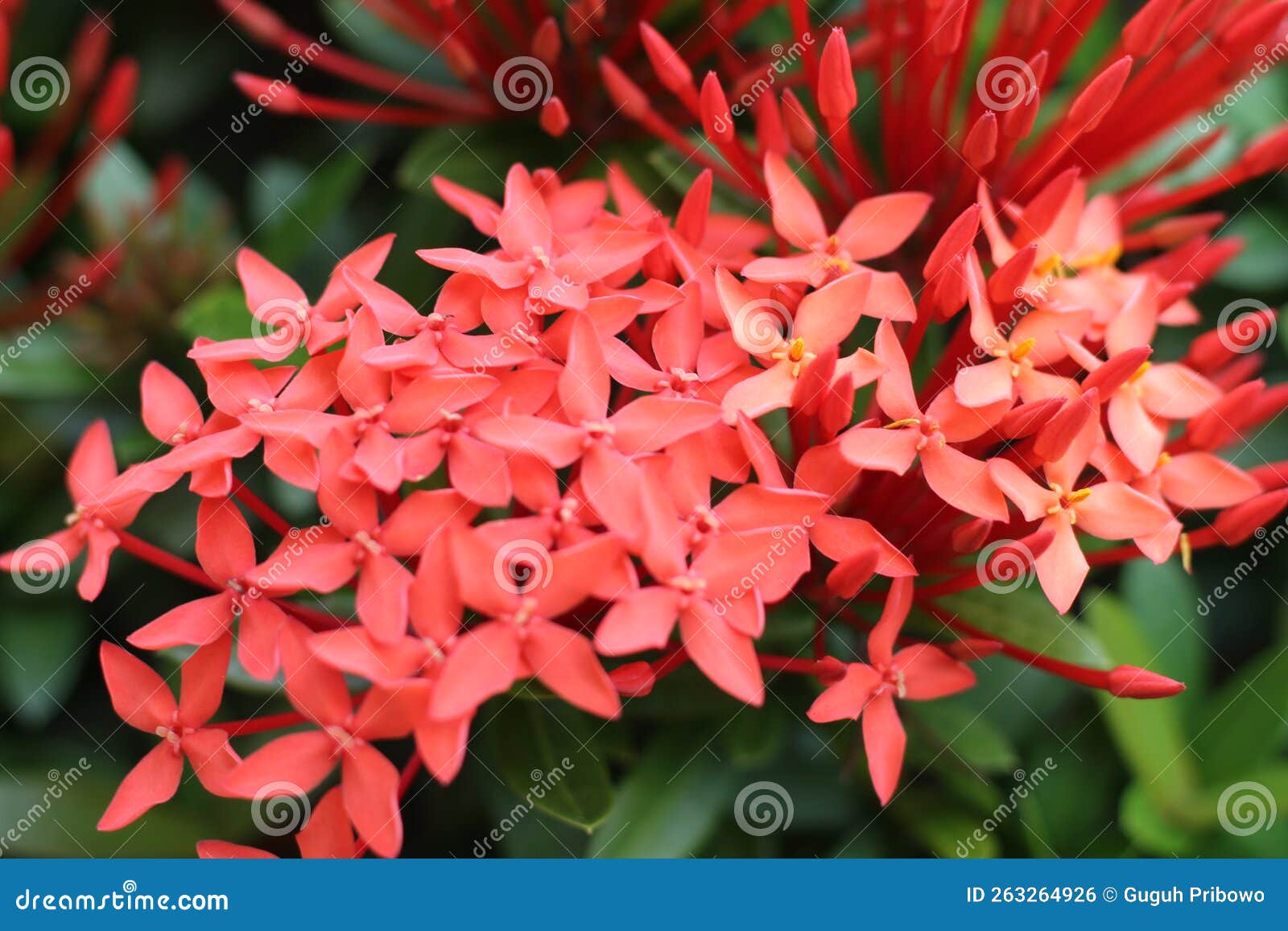 Ashoka Flowers are Sharp Red Stock Photo - Image of produce, garden ...