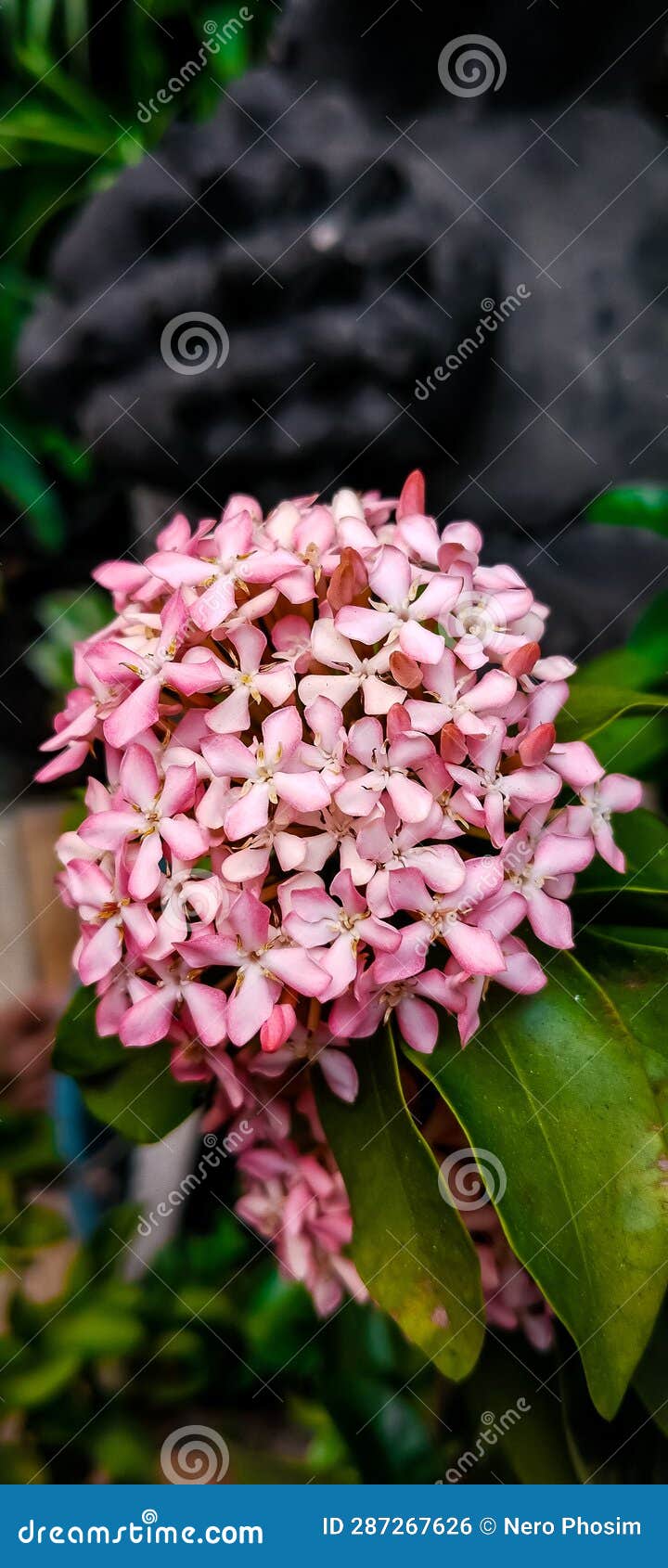 ASHOKA PINK FLOWER in TOP VIEW Stock Photo - Image of flower, plant ...