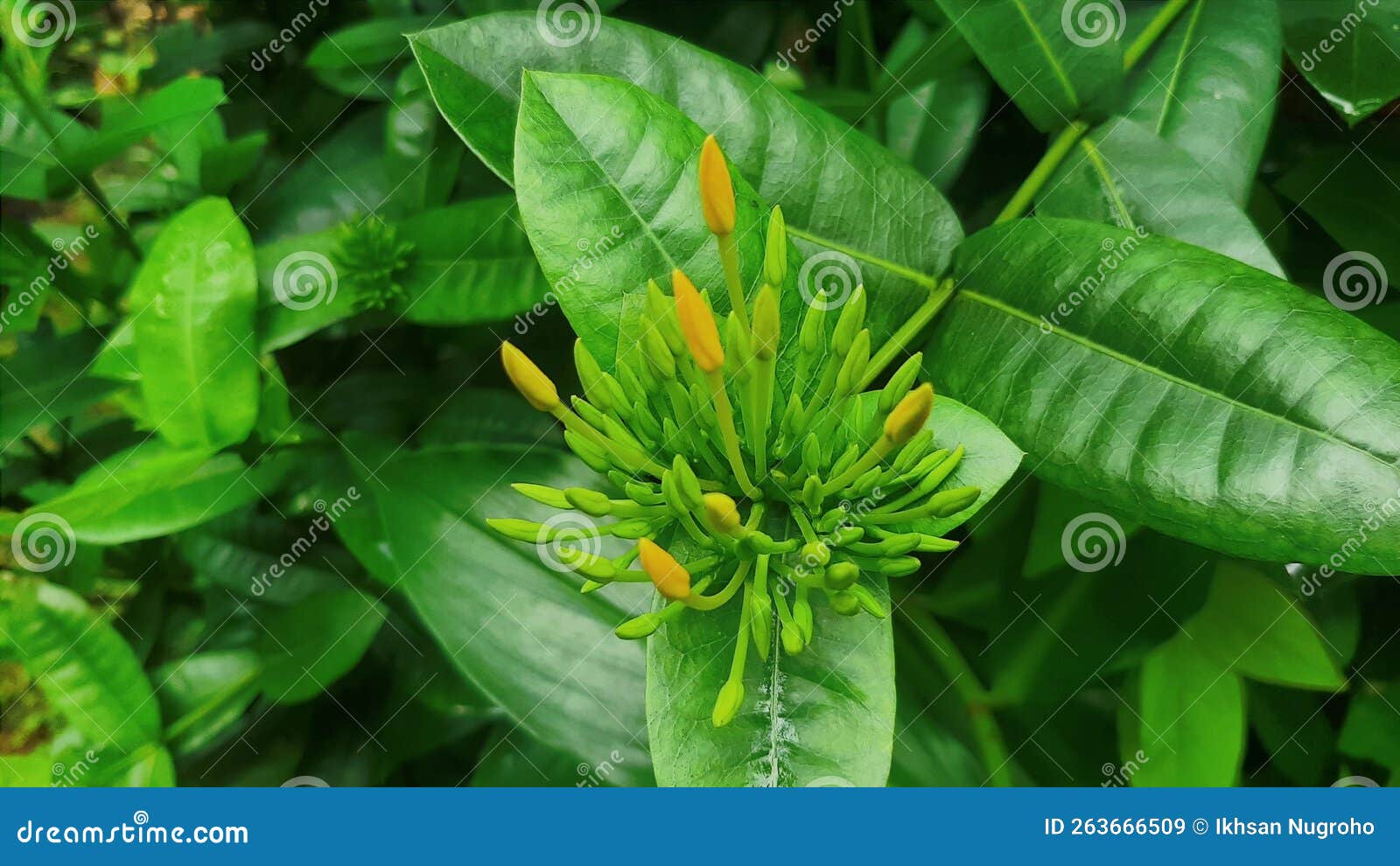Ashoka S Yellow Geranium Flower Stock Image - Image of color, asoka ...