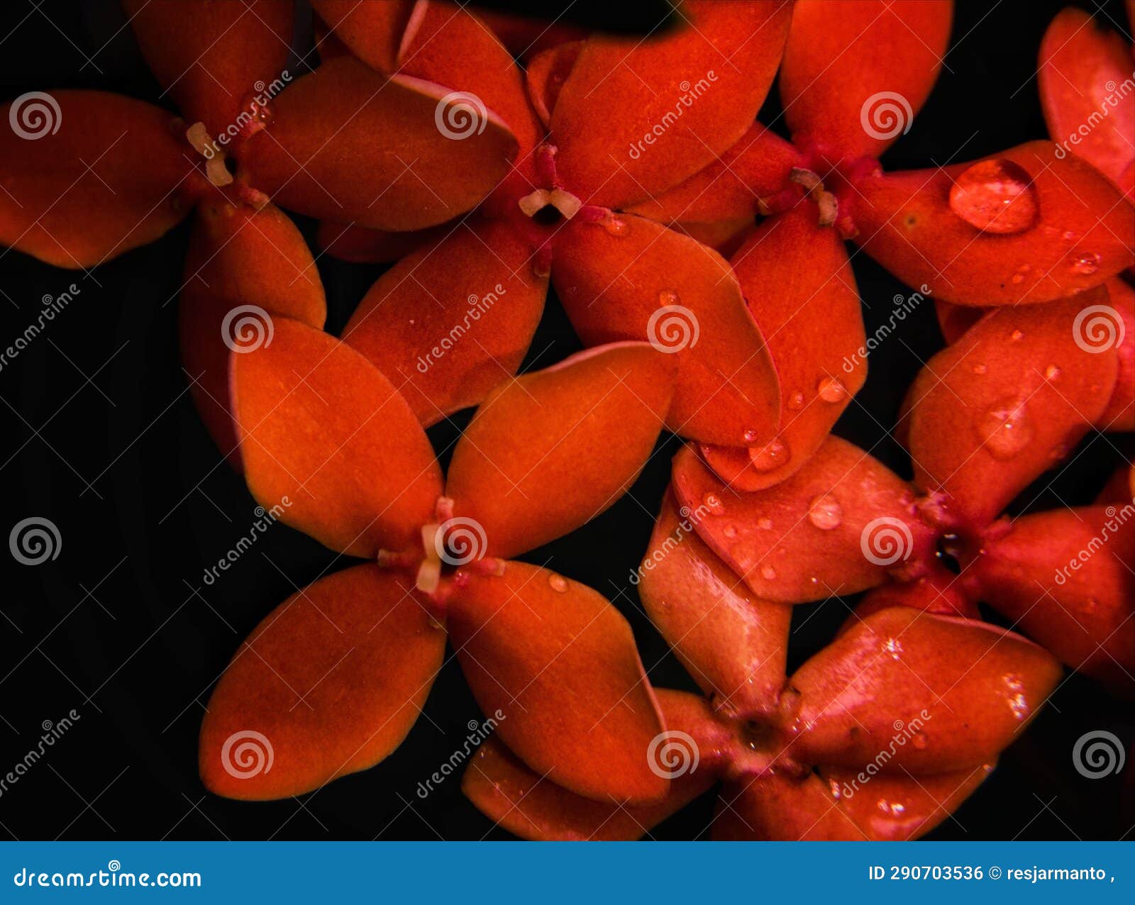 The Ashoka Tree is a Tree that is Considered Sacred by Hinduism Stock ...