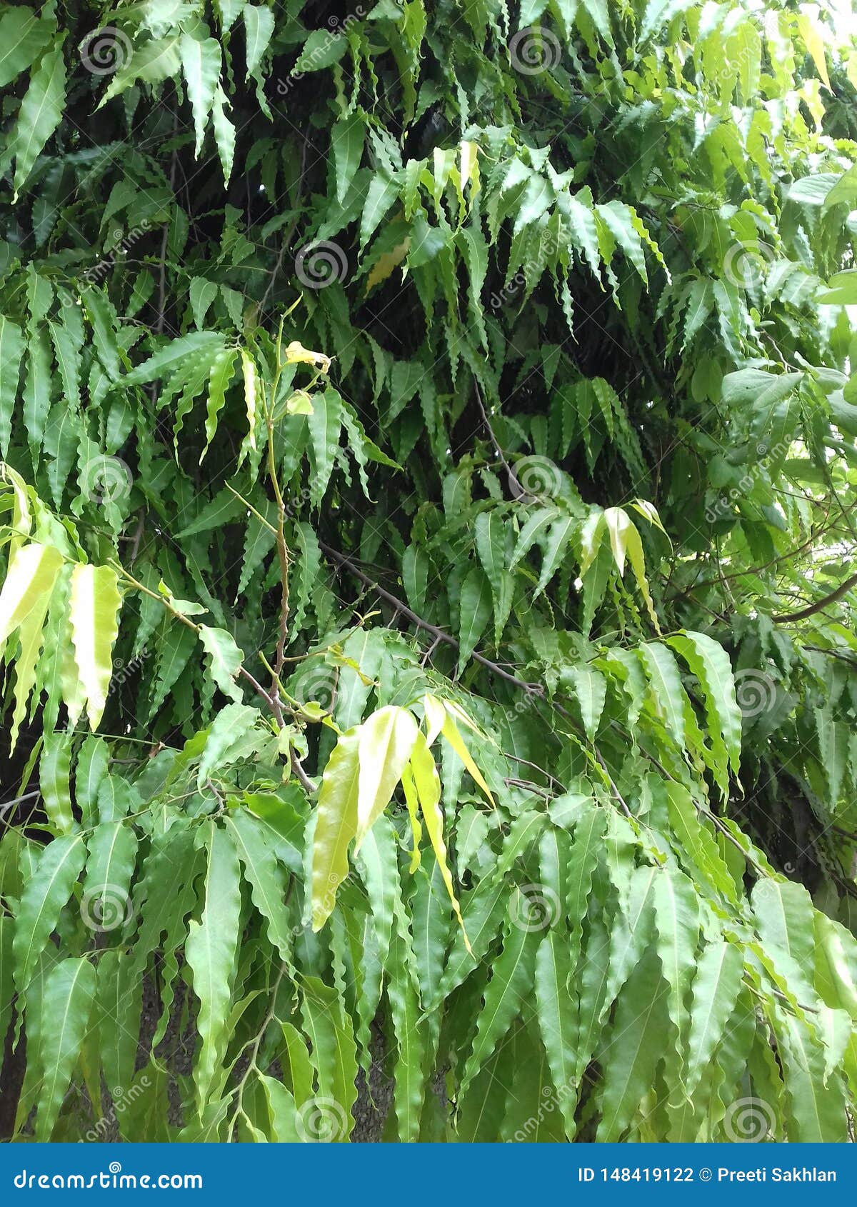 Ashoka tree stock photo. Image of happiness, cosiders - 148419122