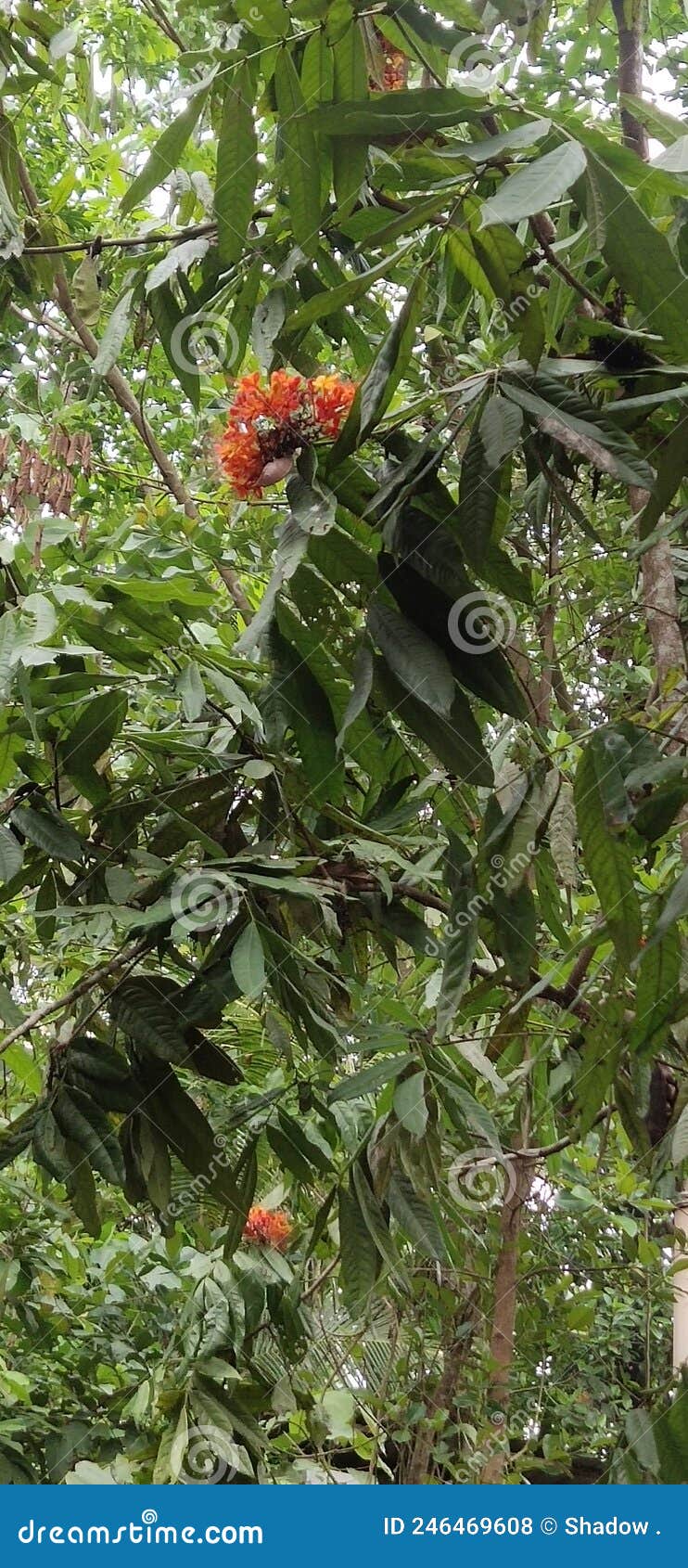 Ashoka tree and flower stock photo. Image of flower - 246469608