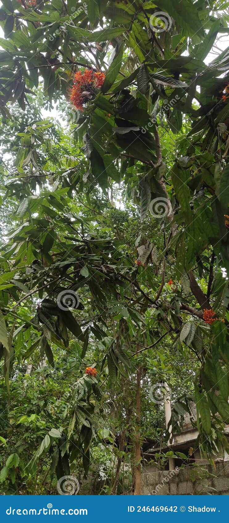 Ashoka tree and flower stock photo. Image of ashoka - 246469642