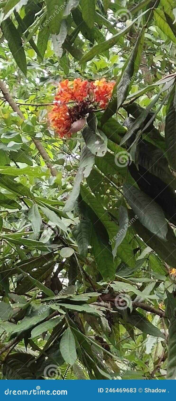 Ashoka tree and flower stock image. Image of ashoka - 246469683