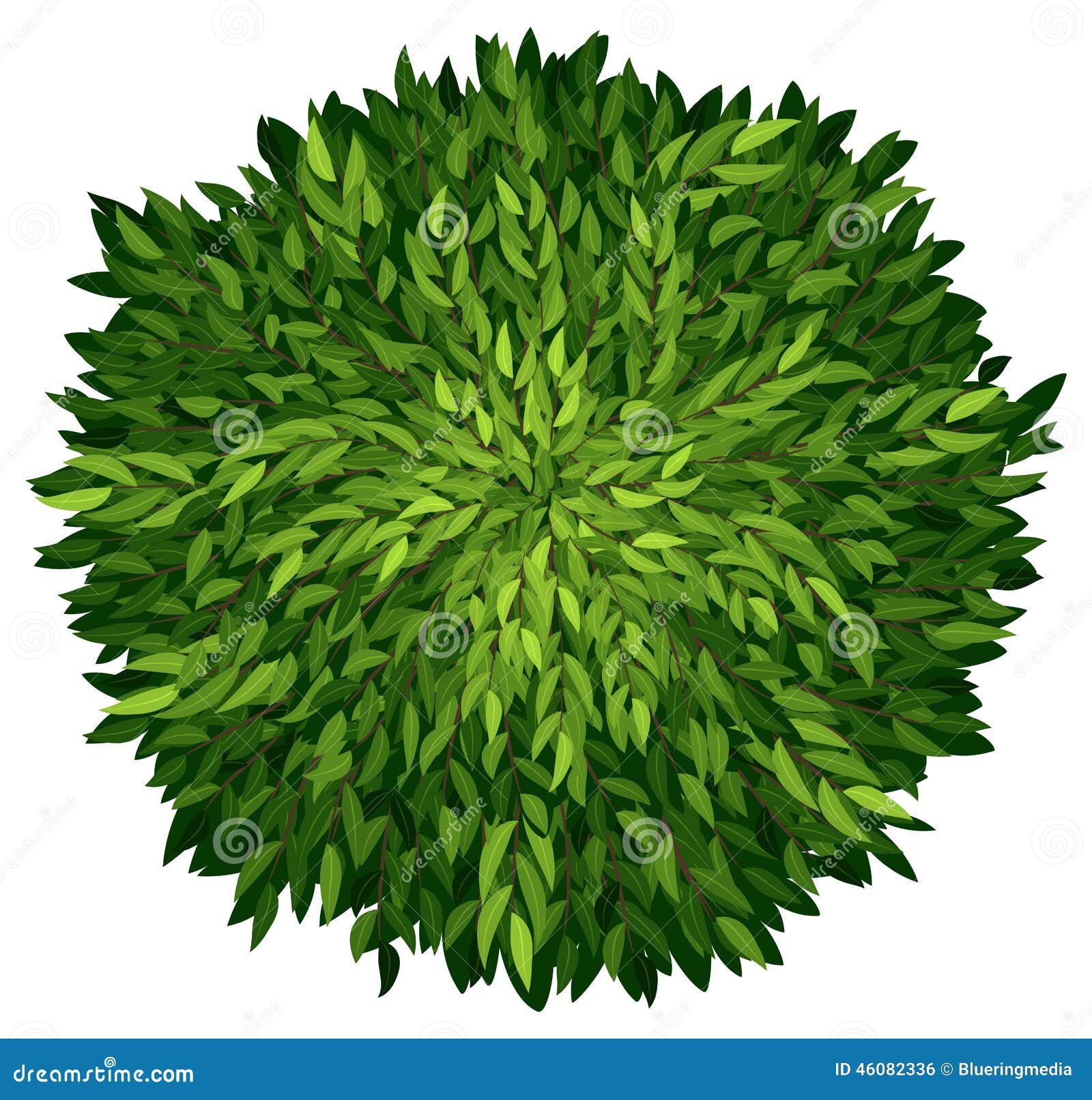 An ashoka tree stock vector. Illustration of tree, tall - 46082336