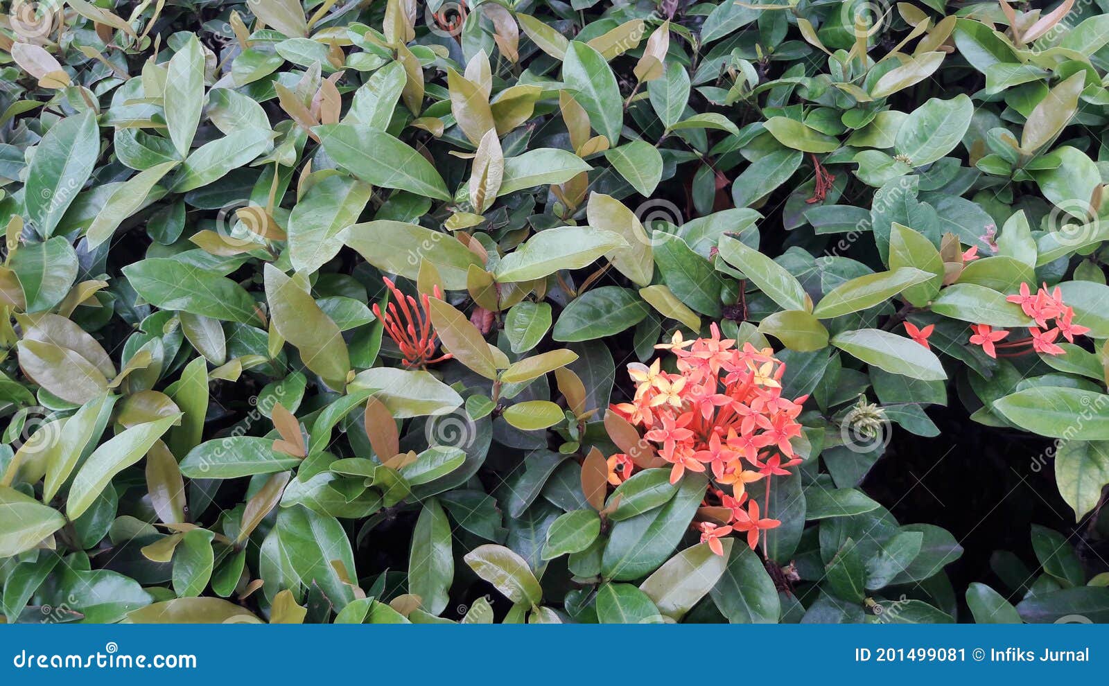 Ashoka Tree Saraca Asoca is a Tree that is Considered Stock Image ...