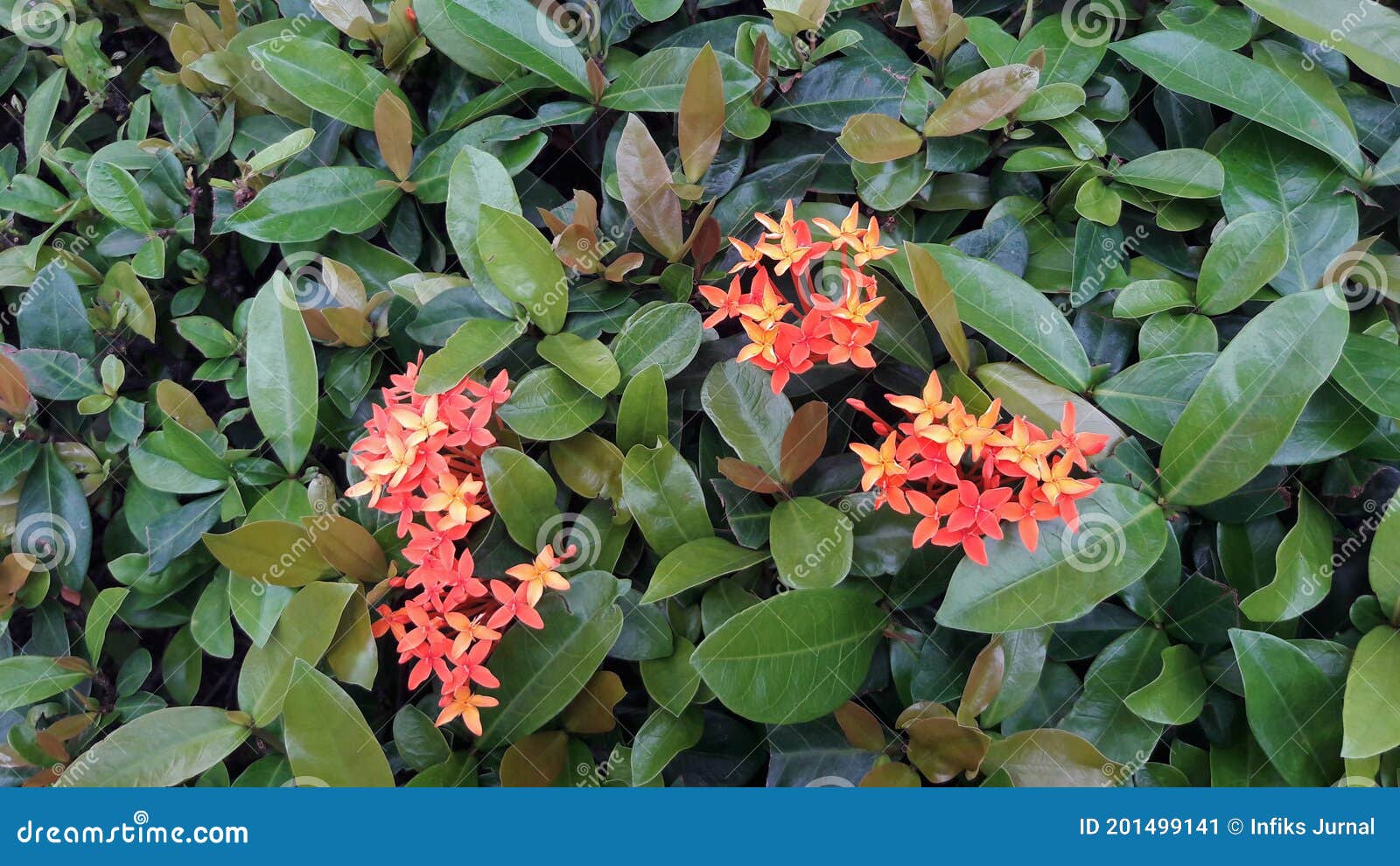 Saraca Asoca, Commonly Known As The Ashoka Tree, Is The State Flower Of ...