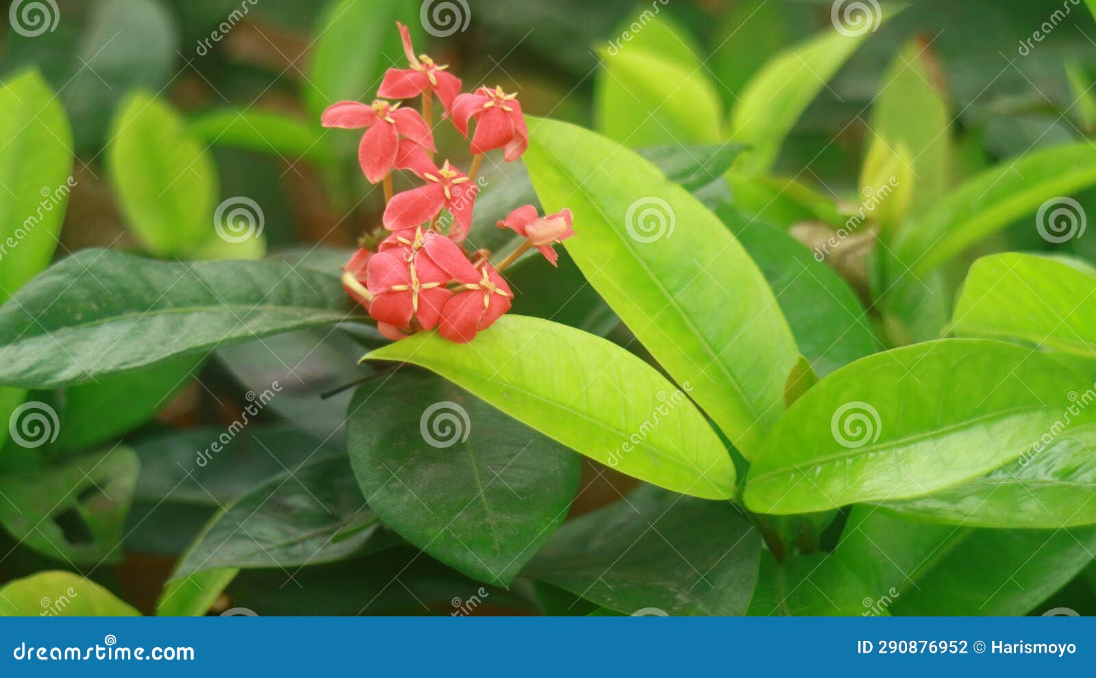 Ashoka tree stock photo. Image of leaf, colorful, spring - 290876952