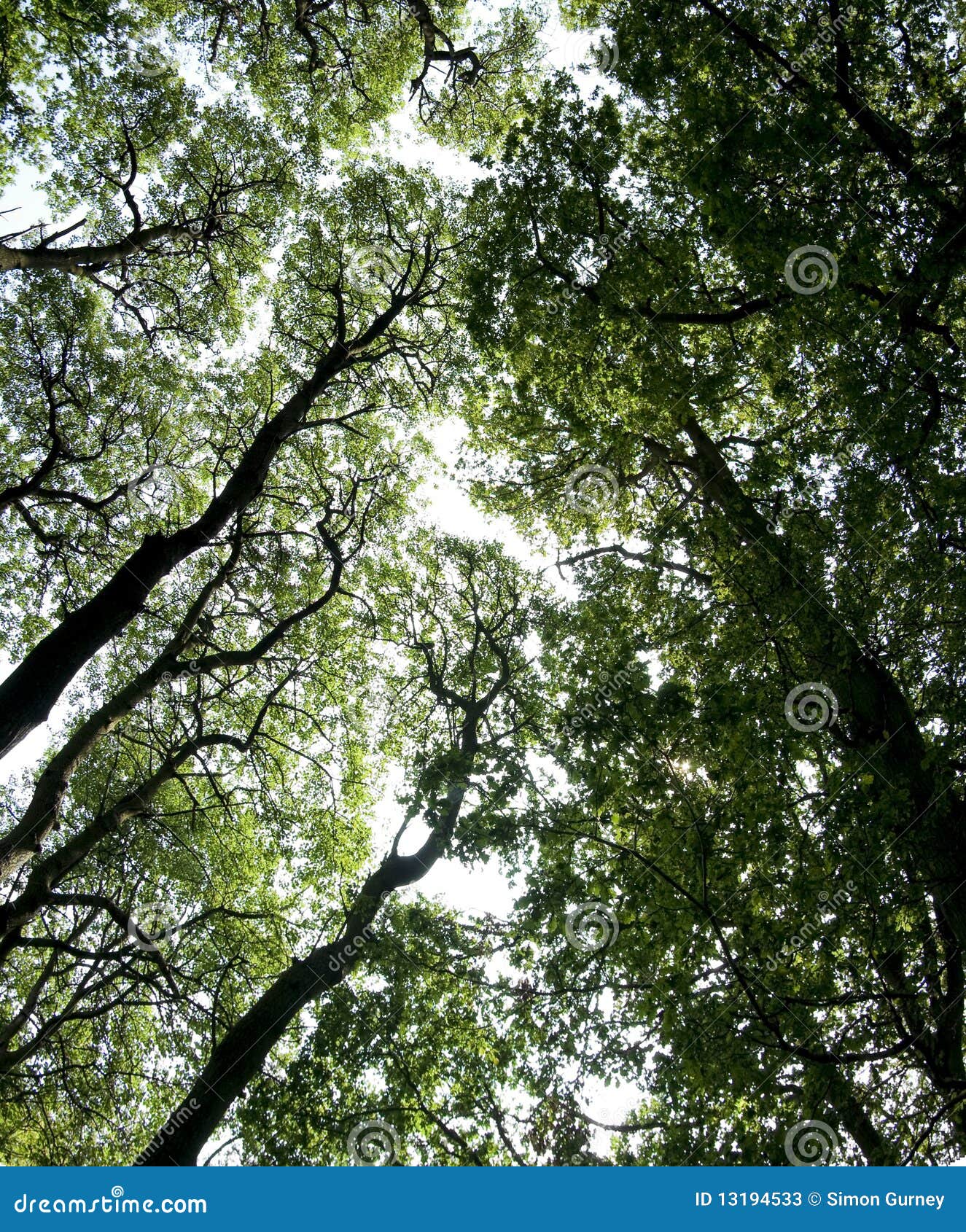 Ashridge Trees Overhead English Woods Stock Image - Image of nature ...