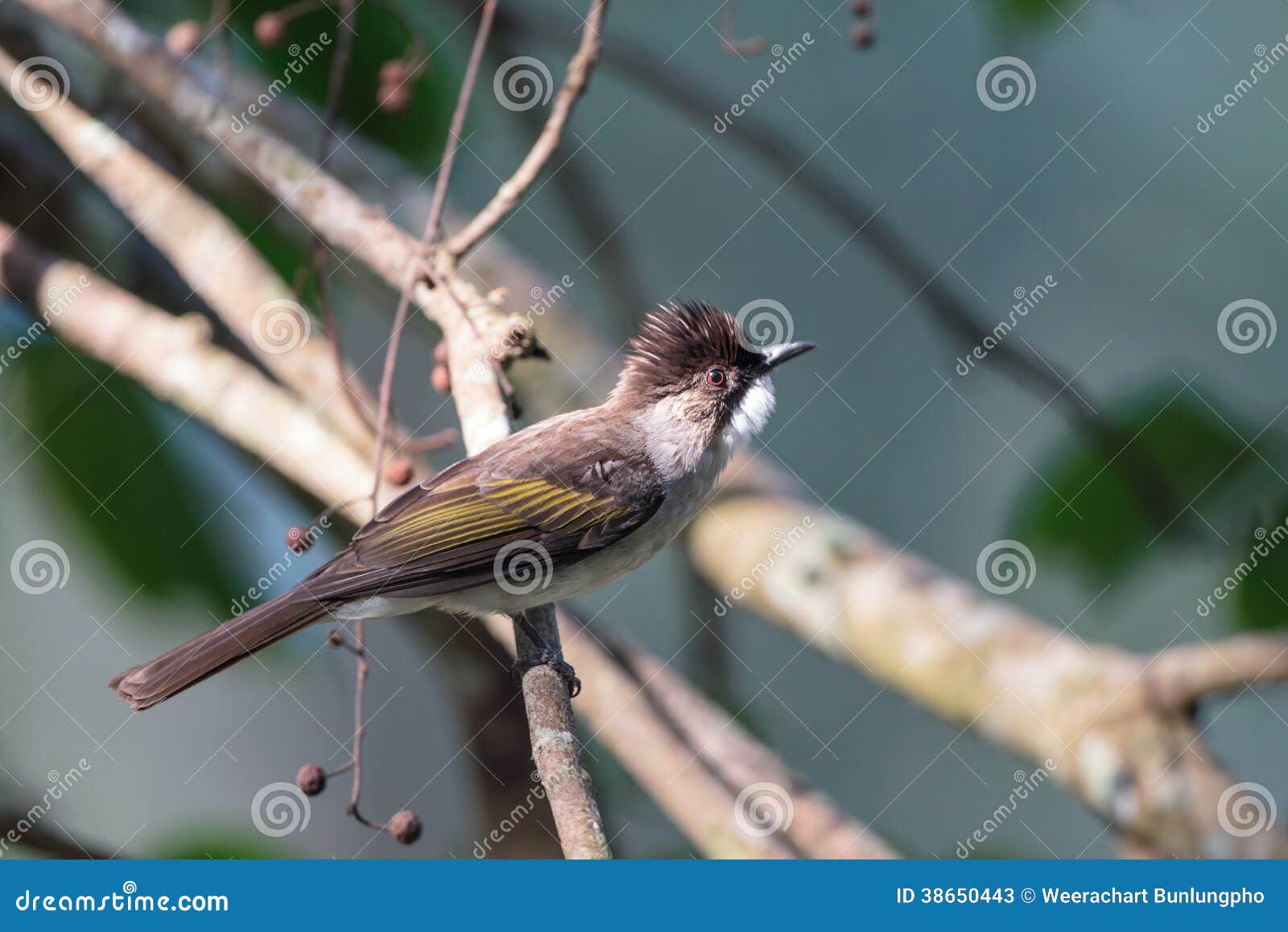 Ashy Bulbul in Thailand stock image. Image of forest - 38650443