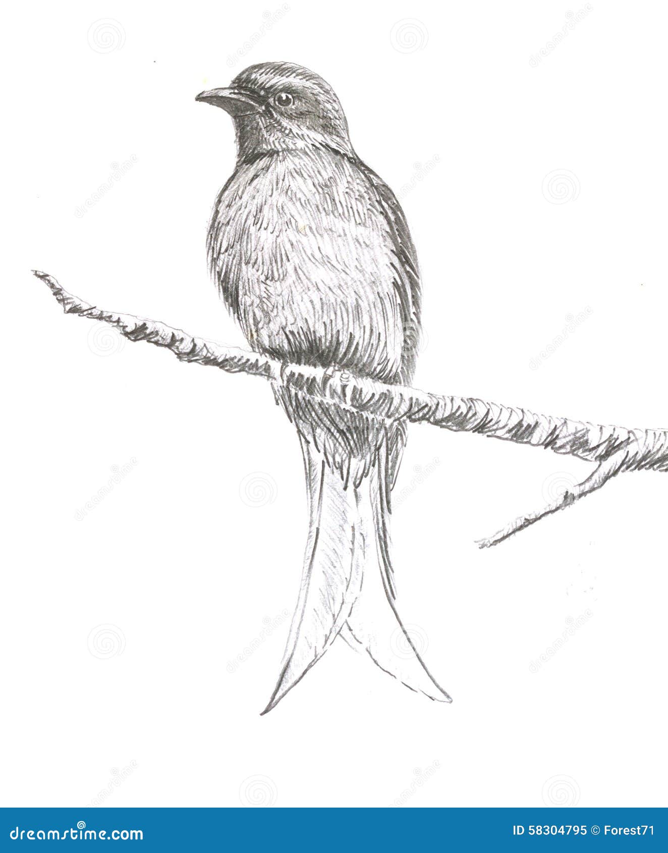 Drongo Cartoons, Illustrations & Vector Stock Images - 62 Pictures to ...