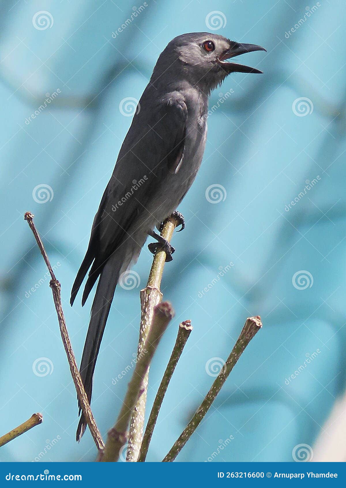 Ashy Drongo or Dicrurus Leucophaeus at Bankok Stock Photo - Image of ...