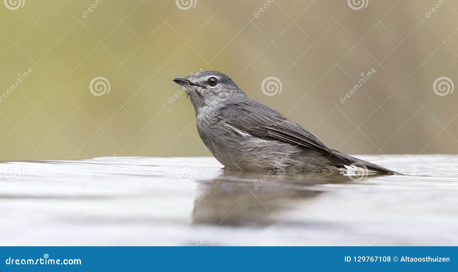 Ashy Flycatcher Having a Bath To Cool Down in a Shallow Pool Stock ...