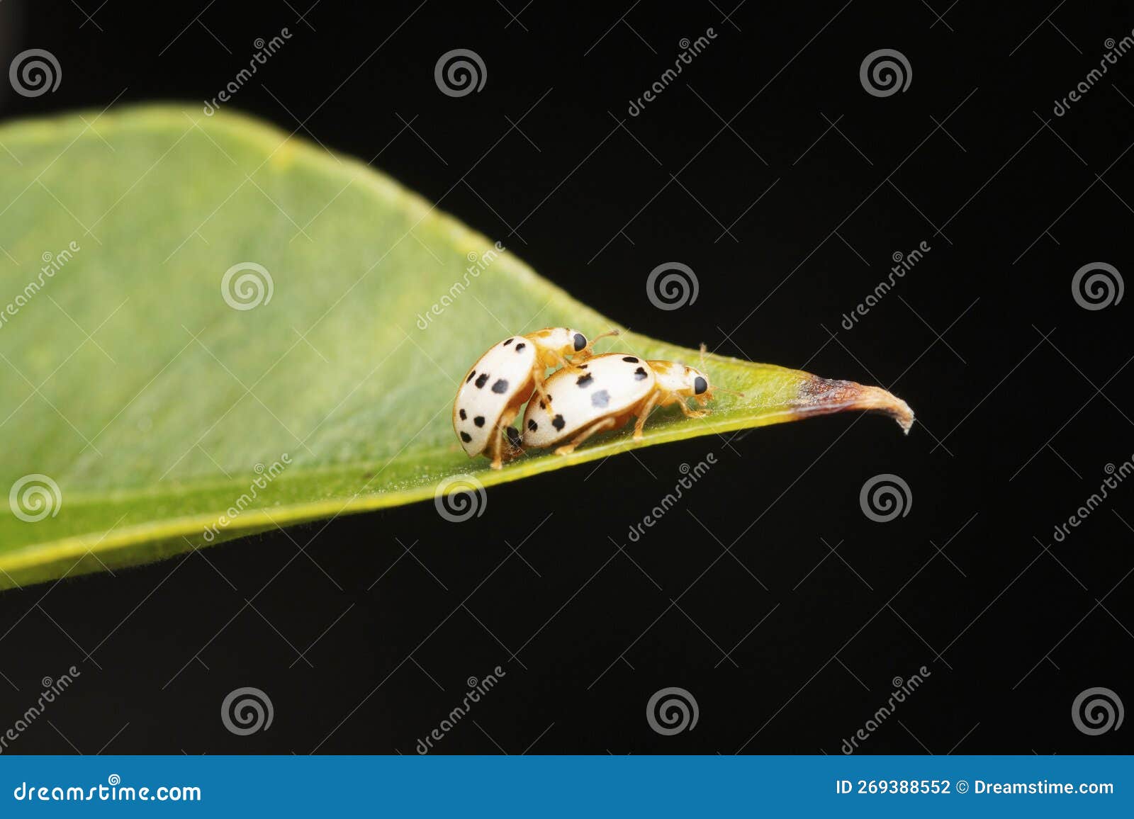 Ashy Gray Ladybug, Olla V-nigrum, Satara, Maharashtra Stock Photo ...