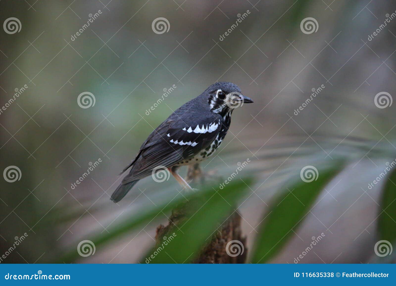 Ashy Thrush in Luzon, Philippines Stock Photo - Image of asia, animal ...