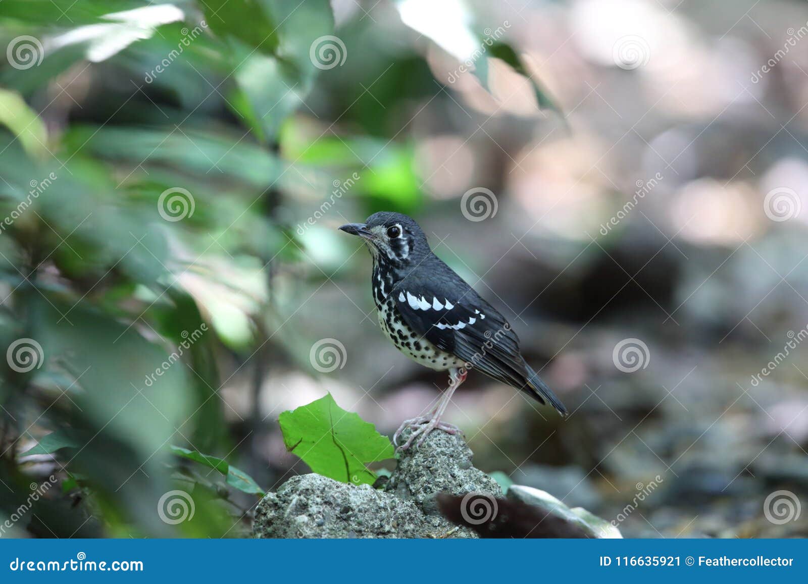 Ashy Thrush in Luzon, Philippines Stock Image - Image of ashy, jungle ...