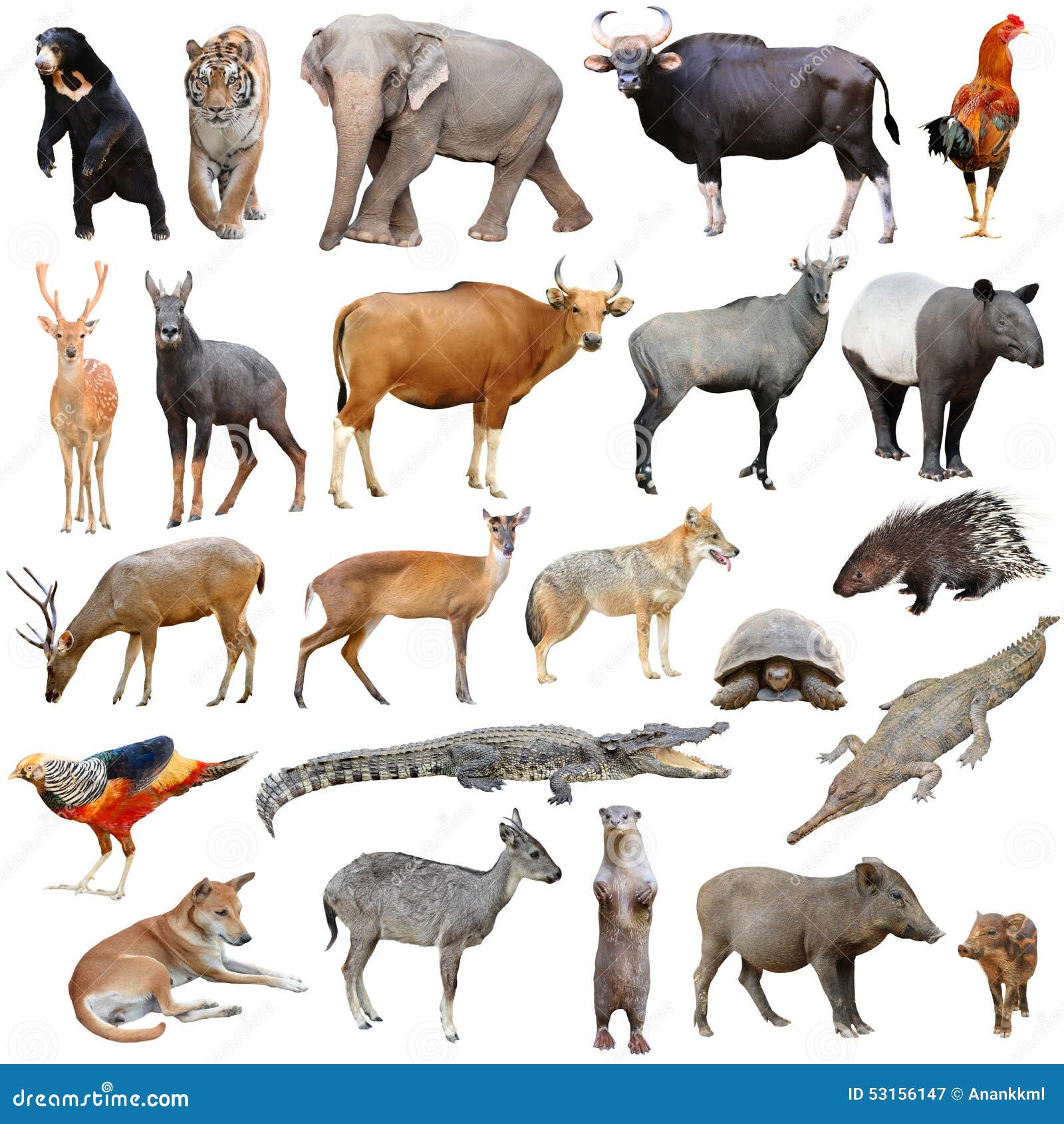 Asia animals isolated stock image. Image of pheasant - 53156147