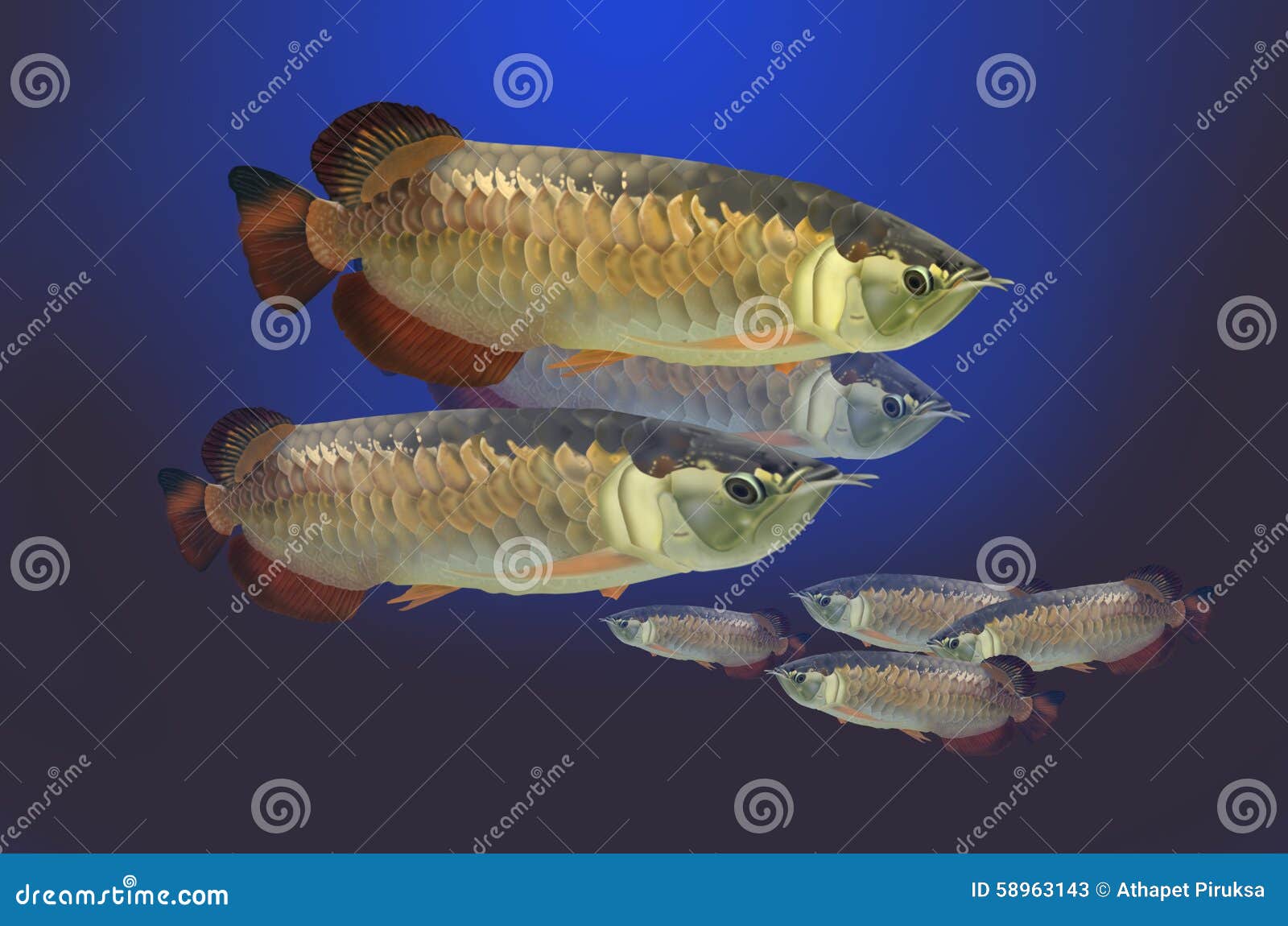 Asia arowana fish stock illustration. Illustration of arawana - 58963143