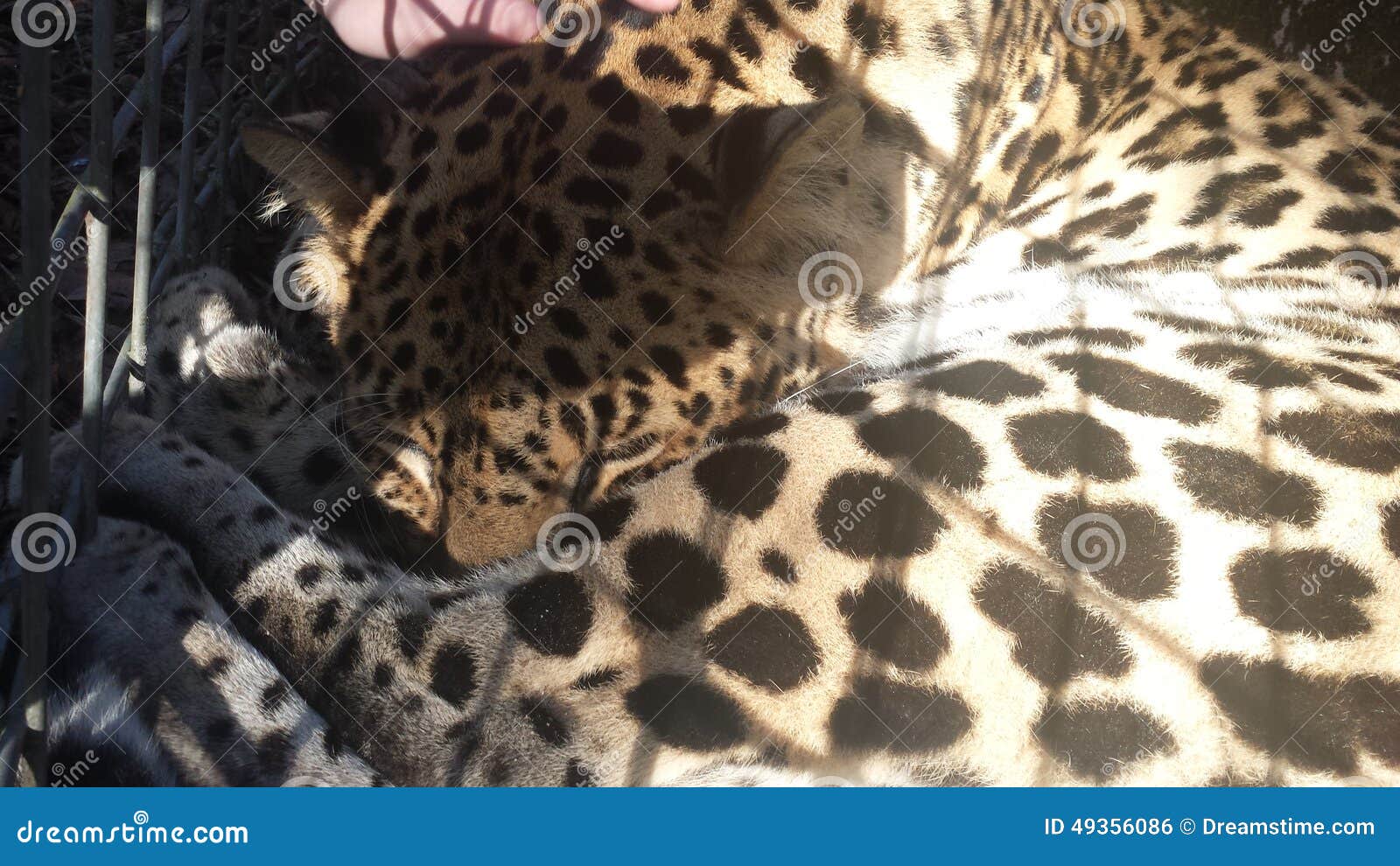 Asia stock photo. Image of asia, sleeping, leopard, asian - 49356086