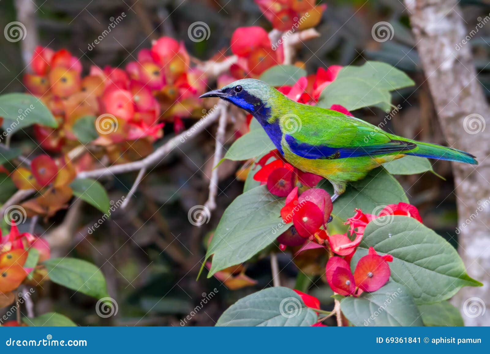 Asia bird stock image. Image of like, beautiful, myrmeieontidae - 69361841