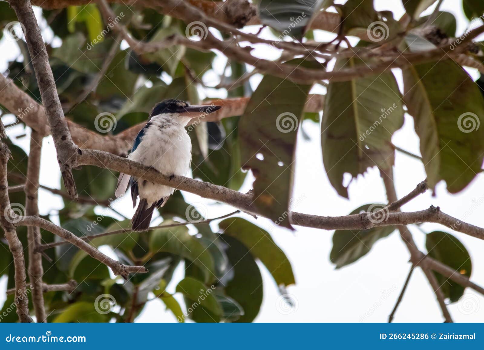 Asia Bird Looking for Food in Nature Stock Photo - Image of green ...