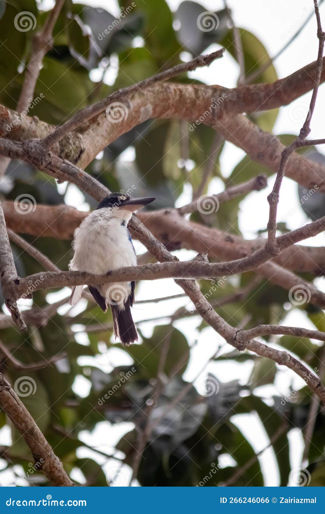 Asia Bird Looking for Food in Nature Stock Photo - Image of food, cute ...
