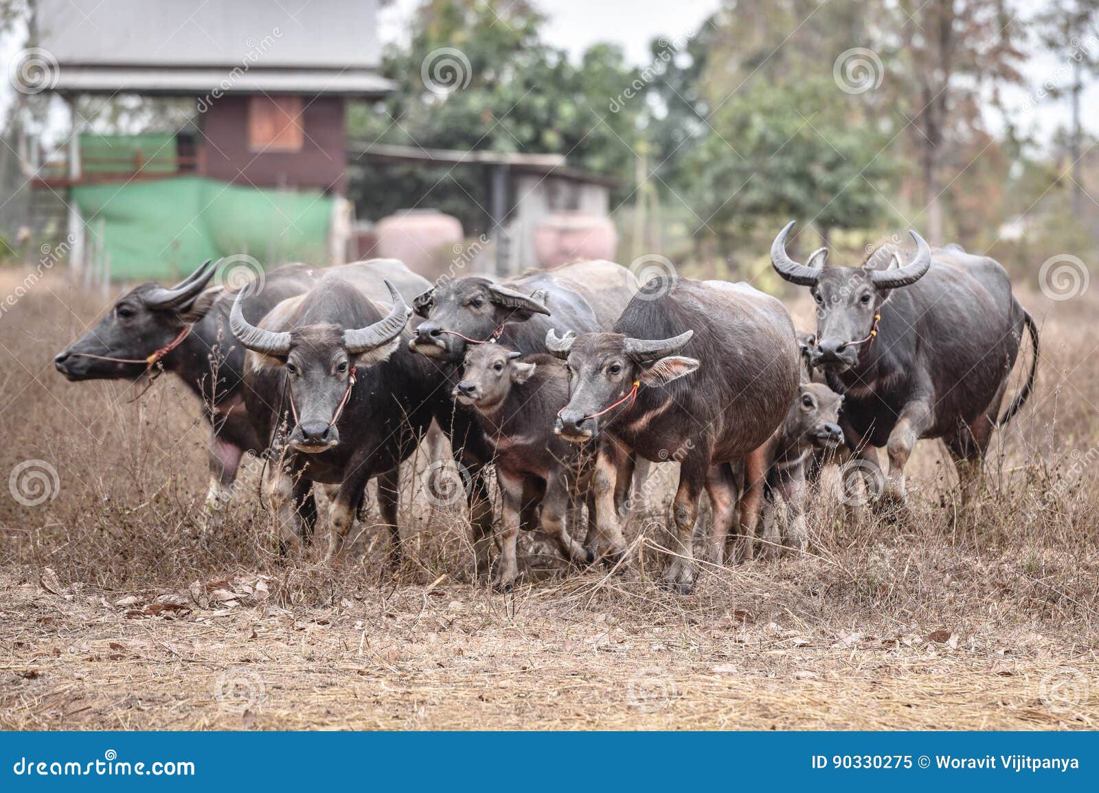 Asia buffalo stock image. Image of children, animals - 90330275