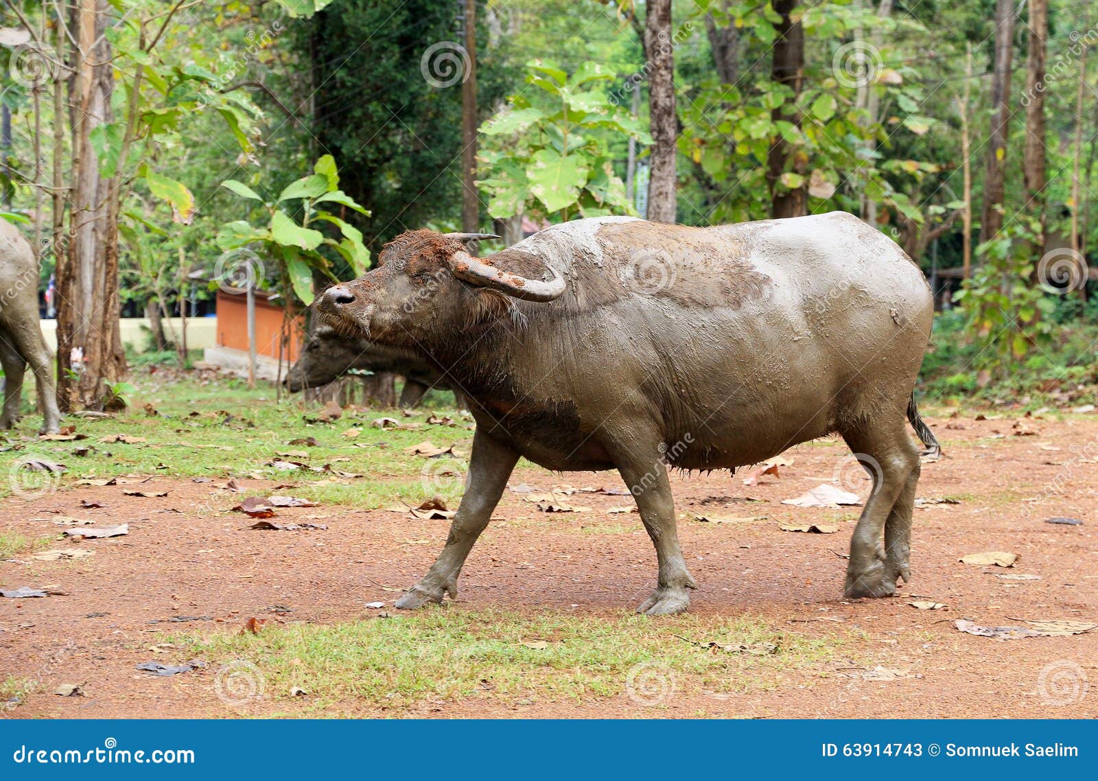 Asia buffalo stock image. Image of mammals, buffalo, dangerous - 63914743