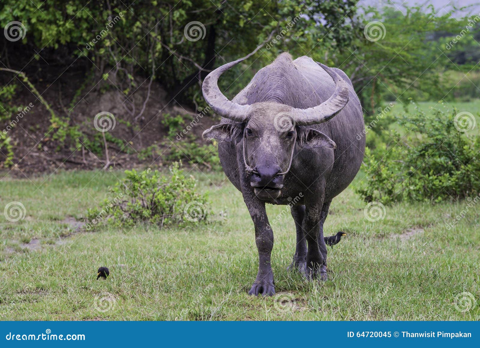 Asia Buffalo. stock image. Image of animal, asia, asian - 64720045