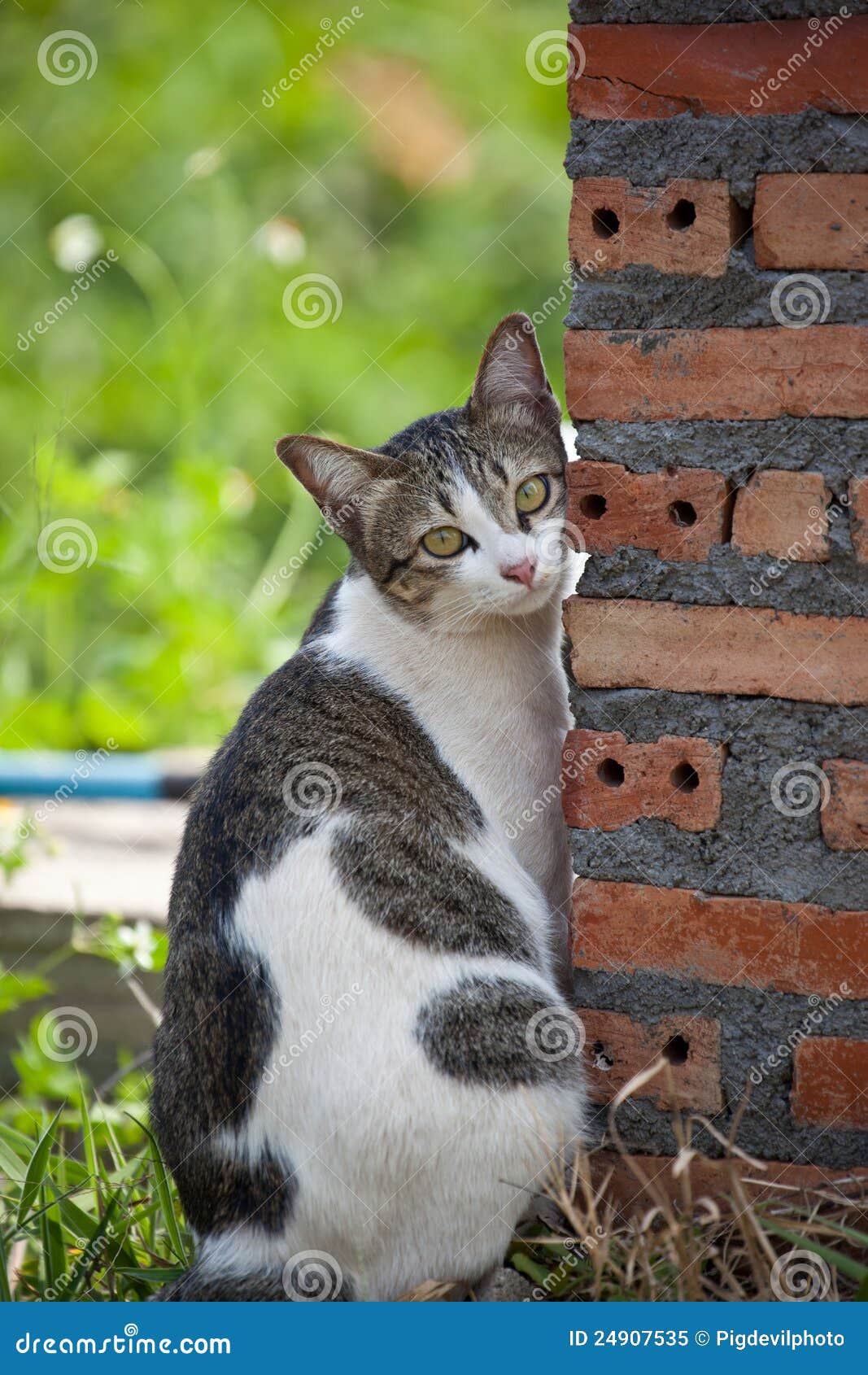 Asia cat stock image. Image of white, child, cute, young - 24907535