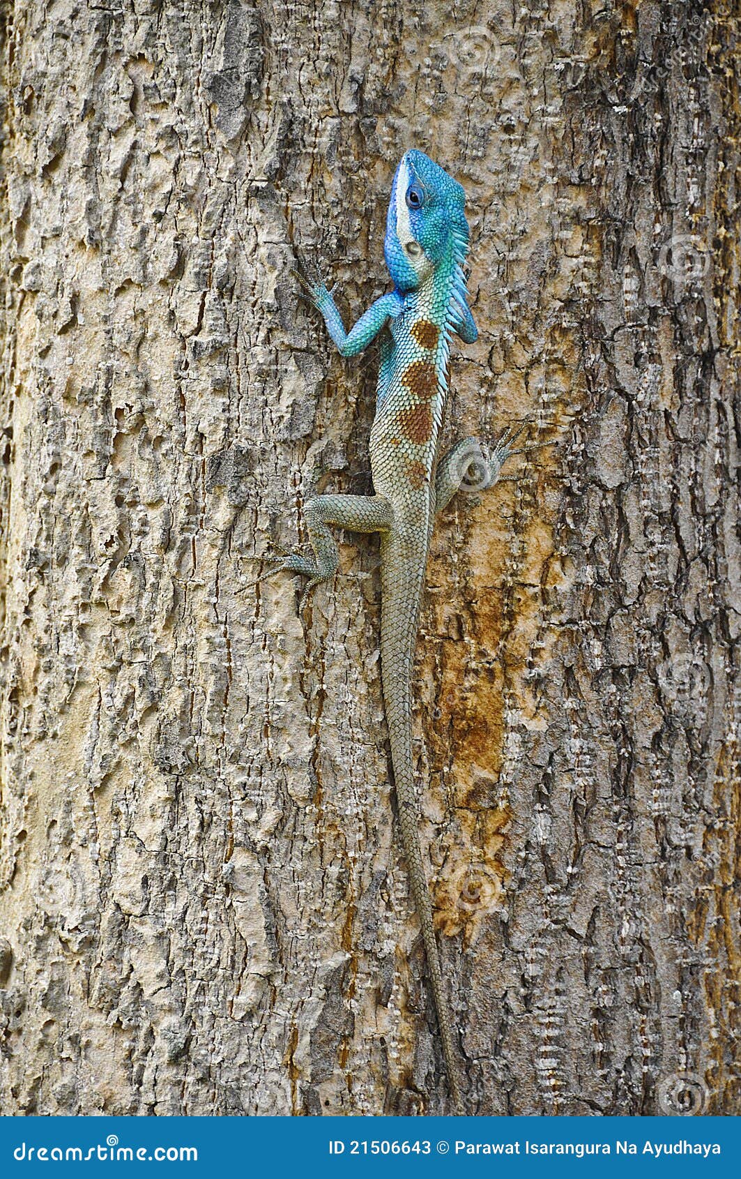 Asia chameleon stock image. Image of predator, nature - 21506643