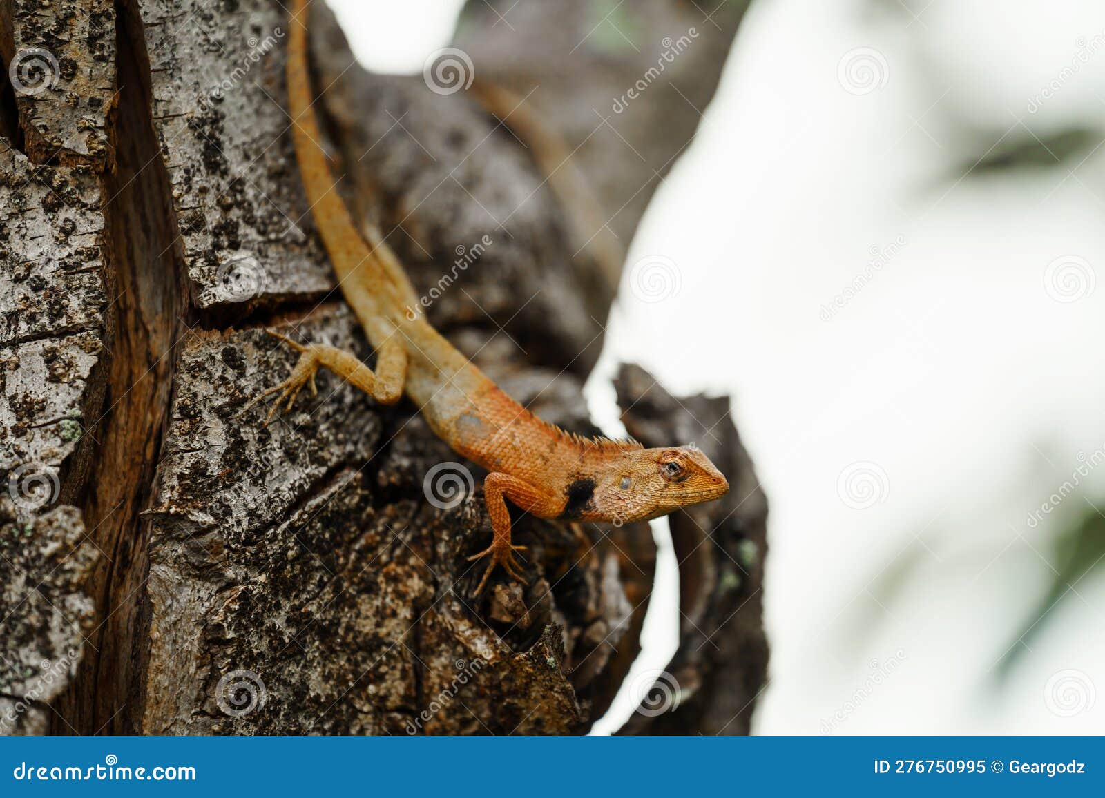 Asia chameleon on tree stock image. Image of outdoors - 276750995