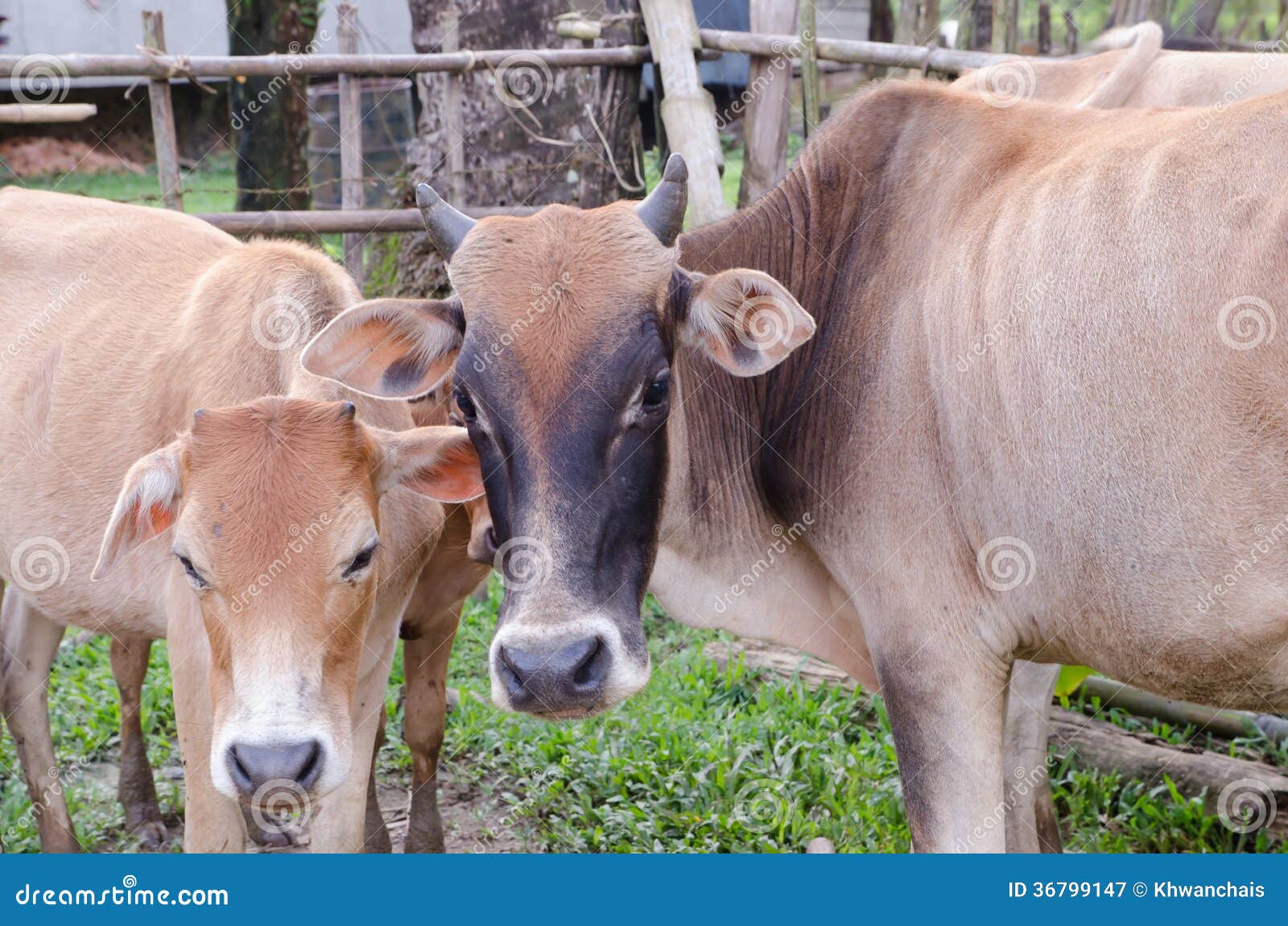 Asia cow stock image. Image of indonesia, bull, asia - 36799147