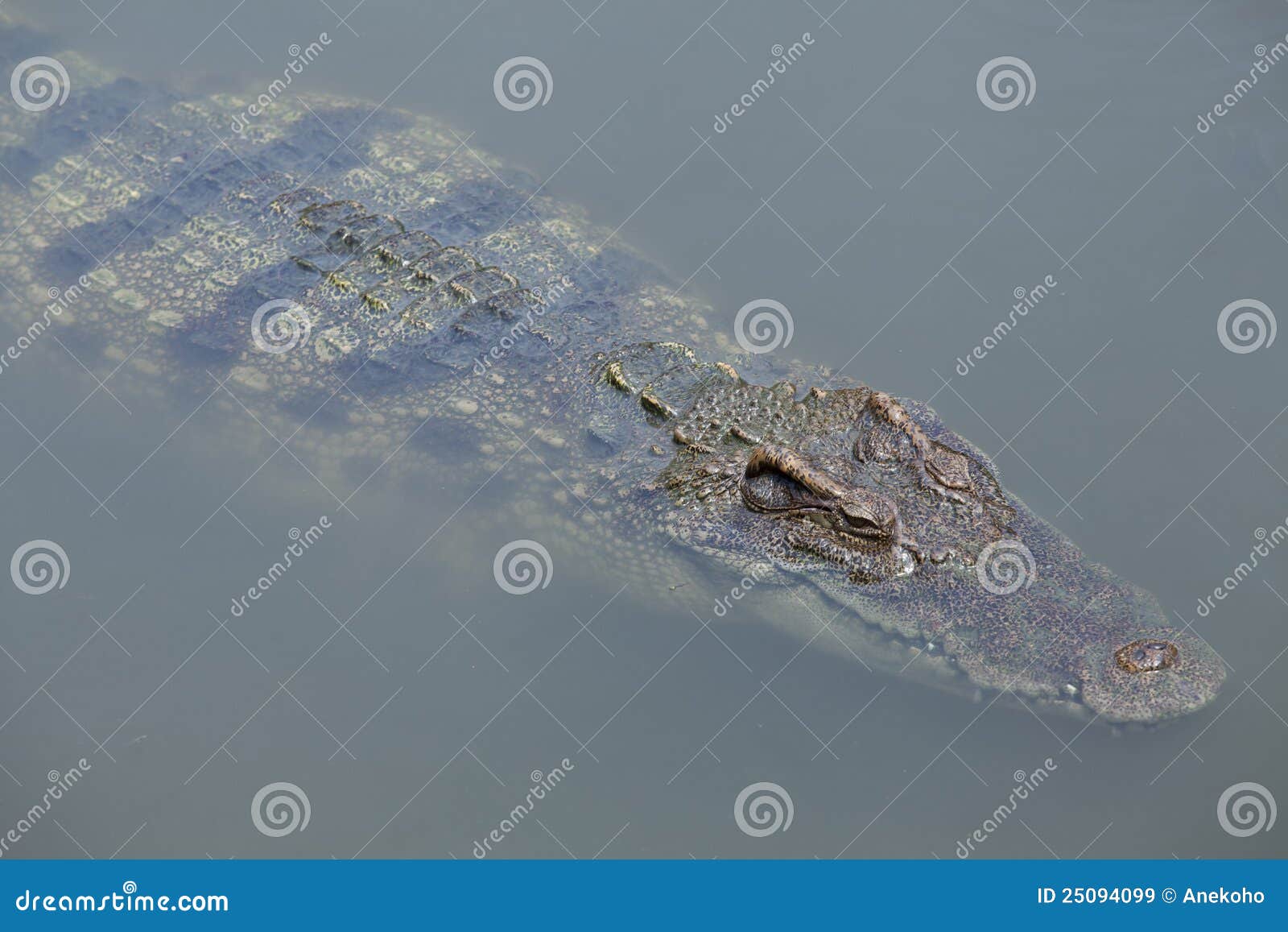 Asia crocodile floating stock image. Image of horizontal - 25094099