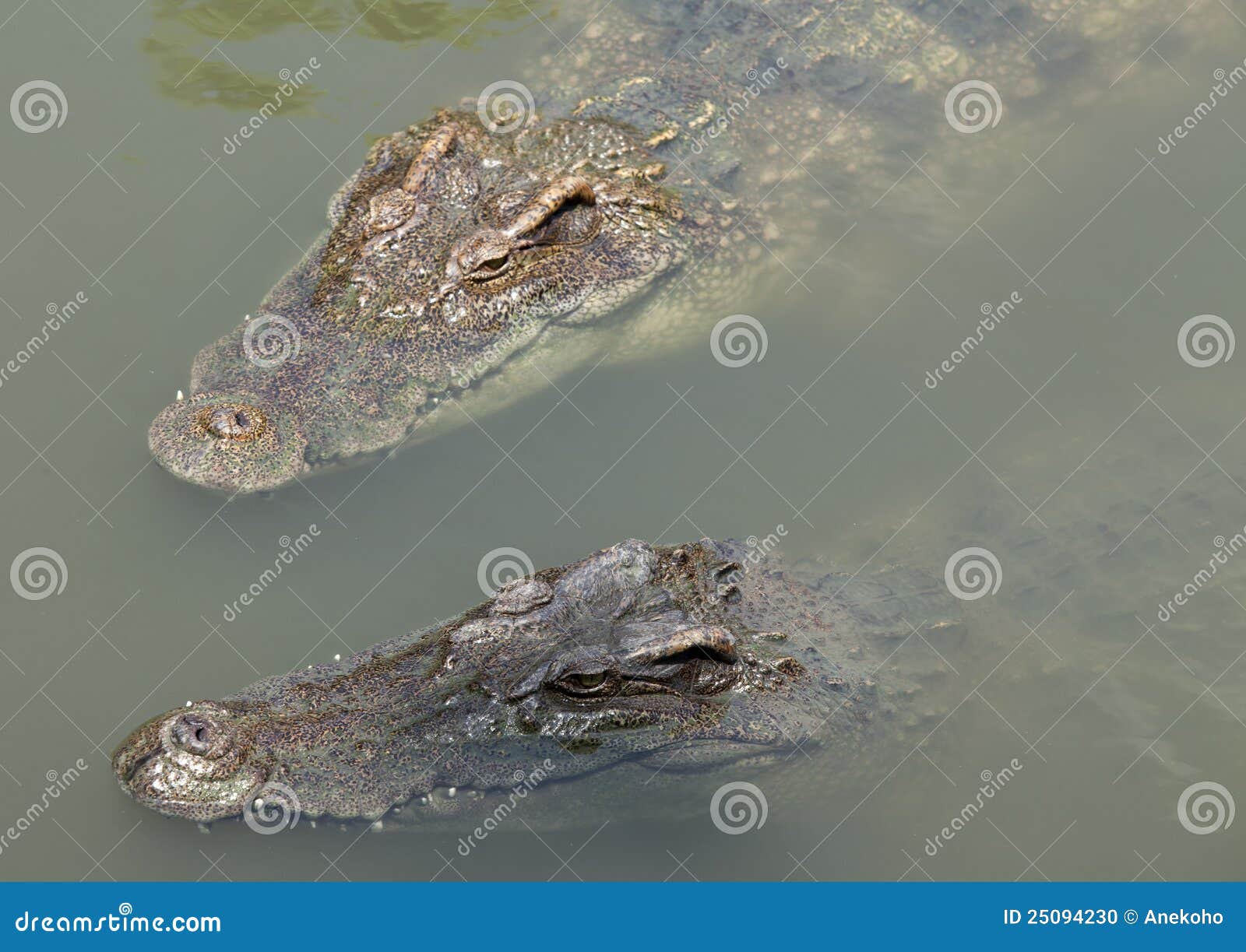 Asia crocodile floating stock photo. Image of organism - 25094230