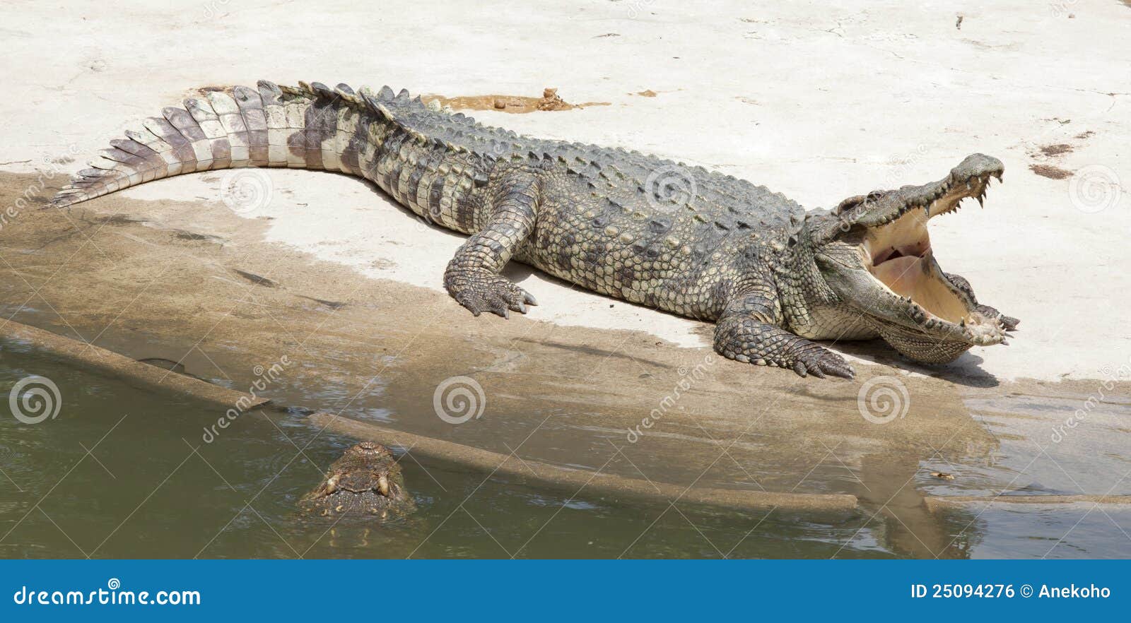 Asia crocodile floating stock photo. Image of crocodile - 25094276