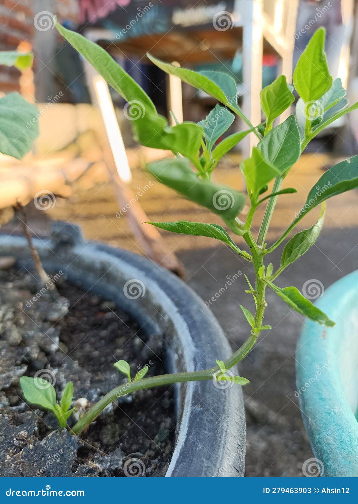 In Asia Crooked Plant Buds Blur Background Stock Image - Image of blur ...