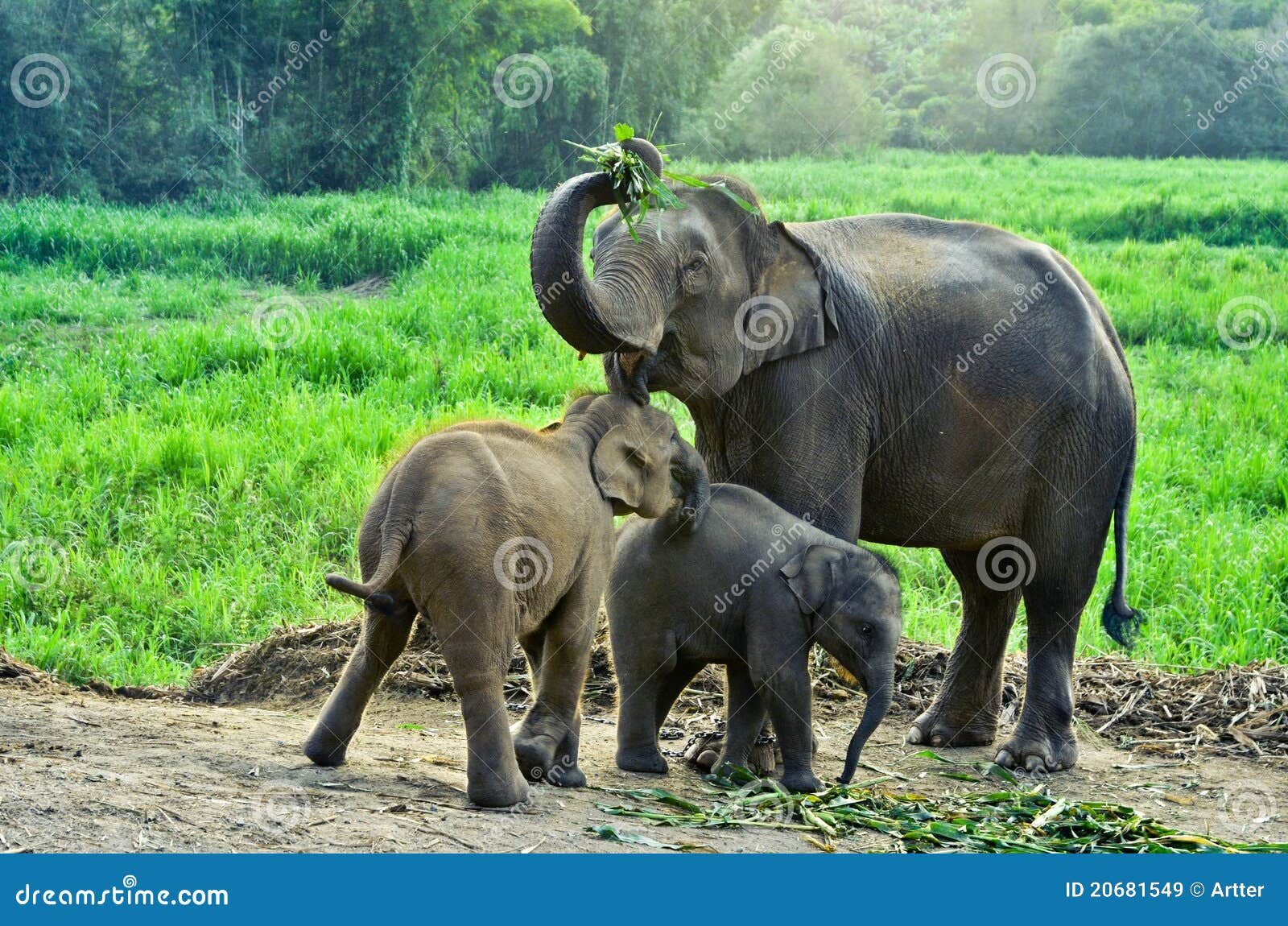 Asia elephant stock image. Image of eating, family, cute - 20681549