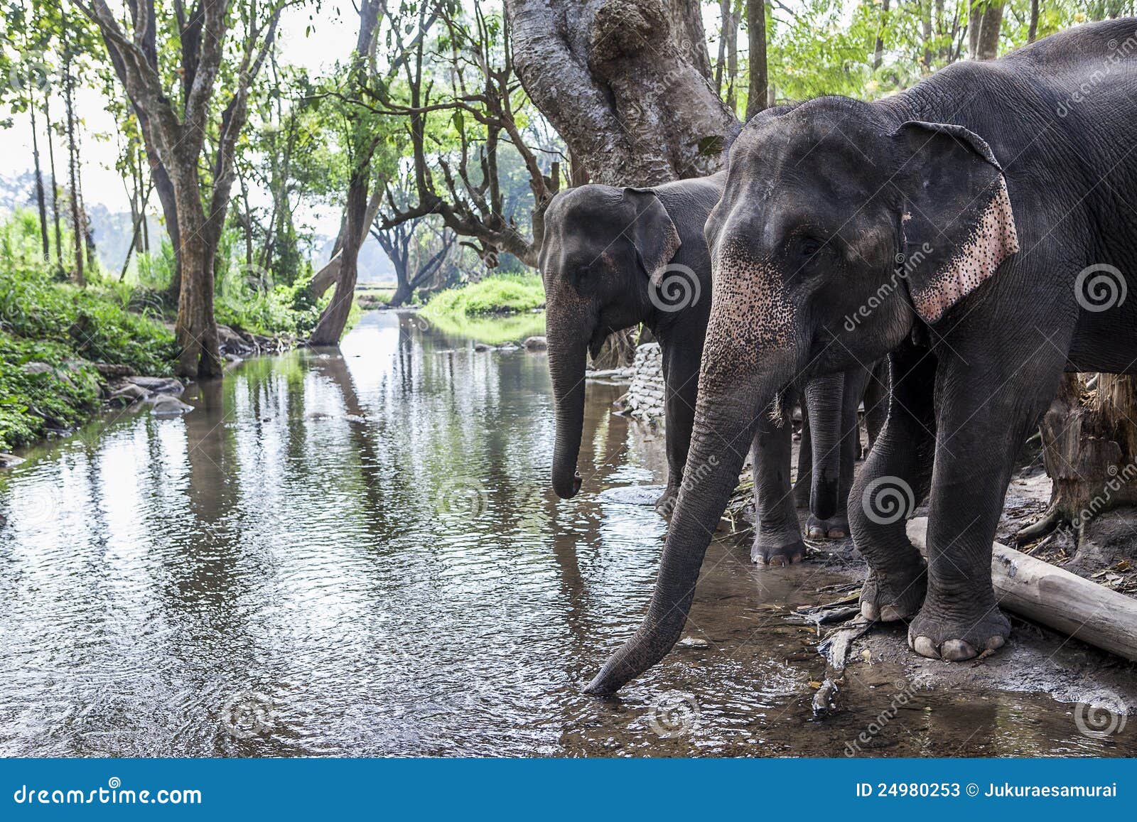 Asia elephant stock image. Image of tropical, animal - 24980253