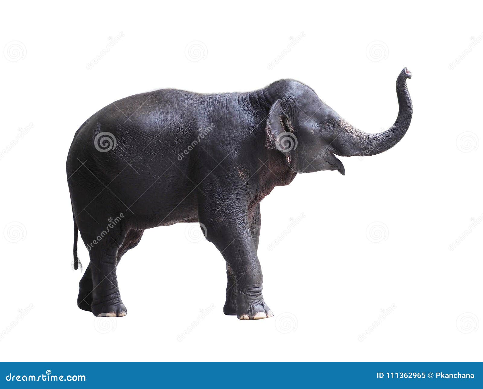 Elephant Side View