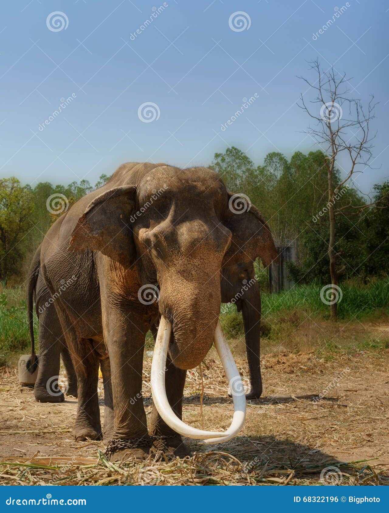 Asia Elephent Tether with Chain in Thailand Stock Photo - Image of ...