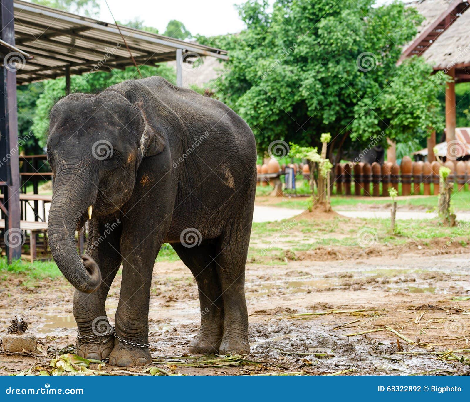 Asia Elephent Tether with Chain in Thailand. Stock Photo - Image of ...